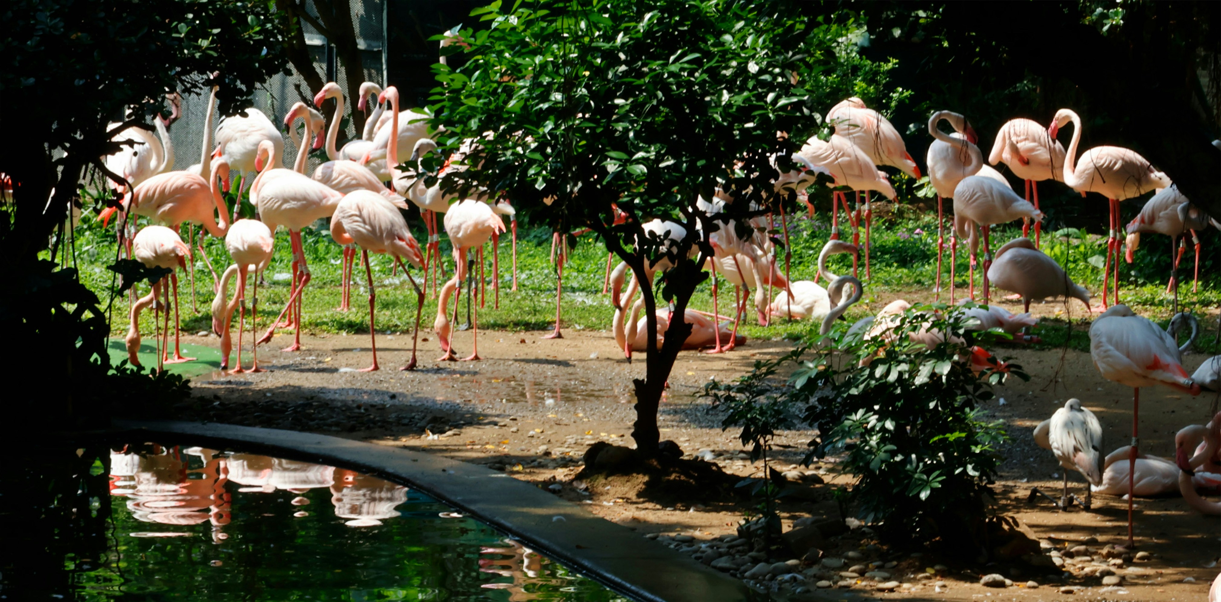 Flamingo Choir by the Pond