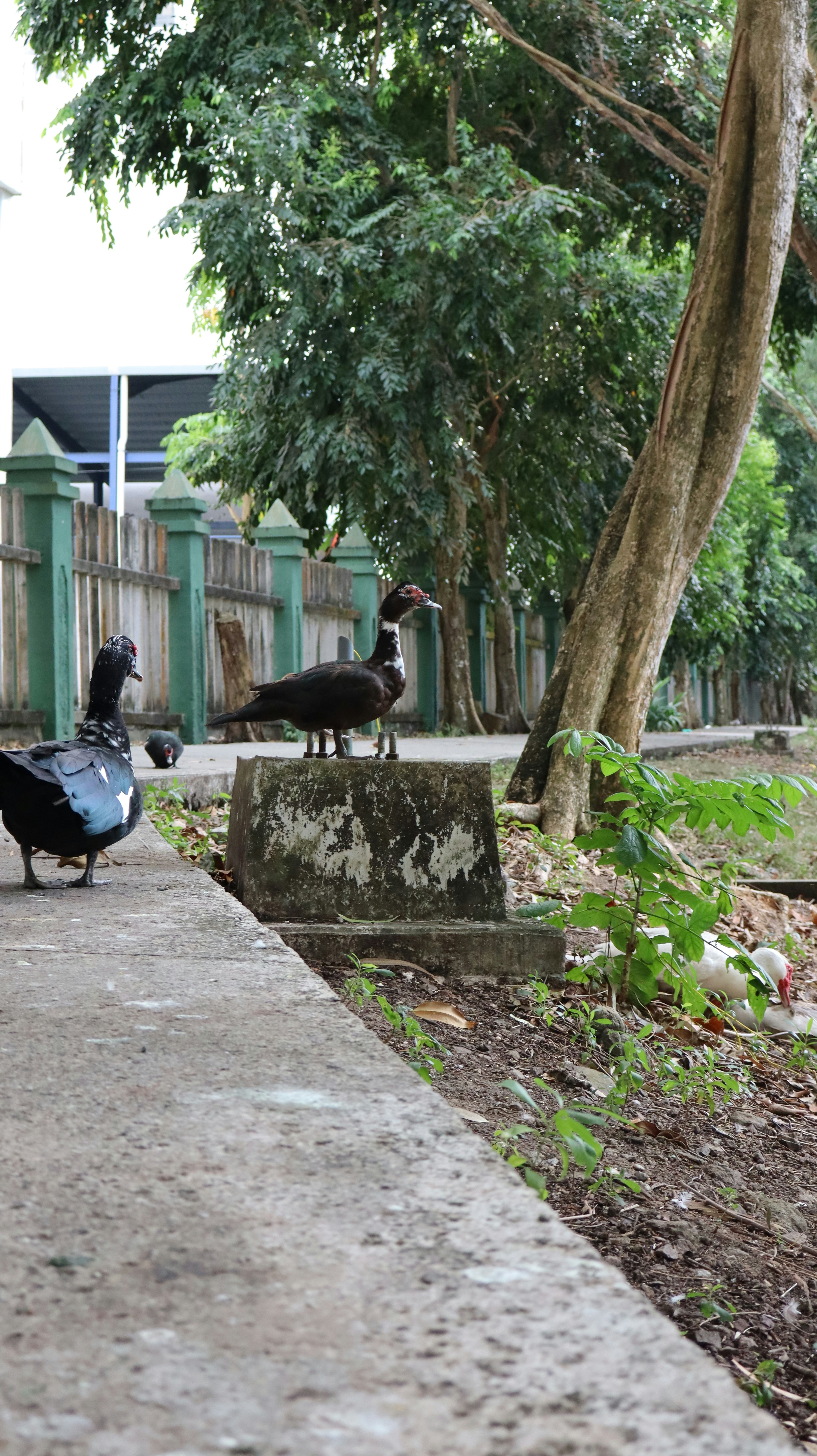 A Trio of Black Ducks Guard the Path by a Weathered Planter
