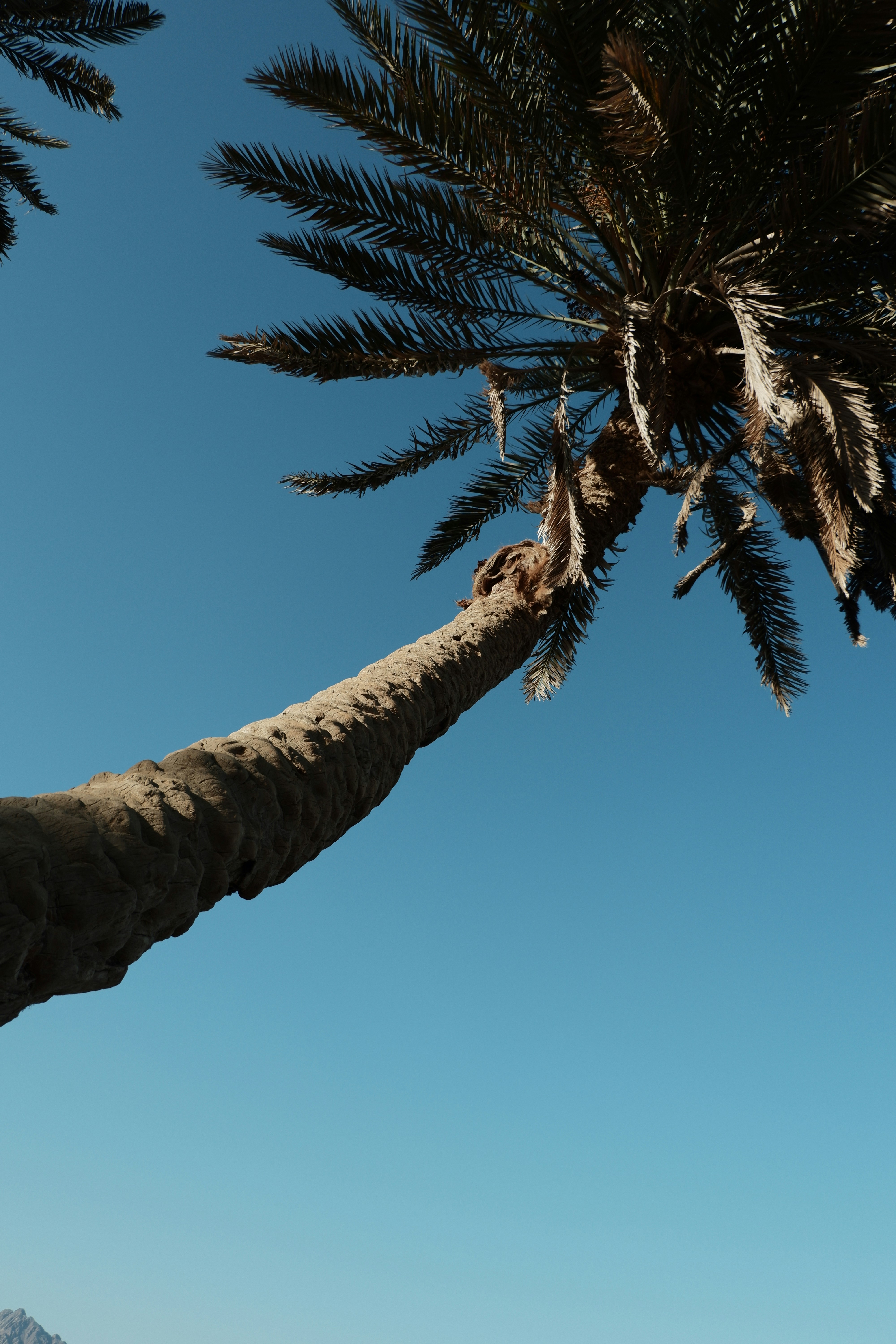 Upward Gaze: A Palm Tree Reaches Toward a Clear Desert Sky