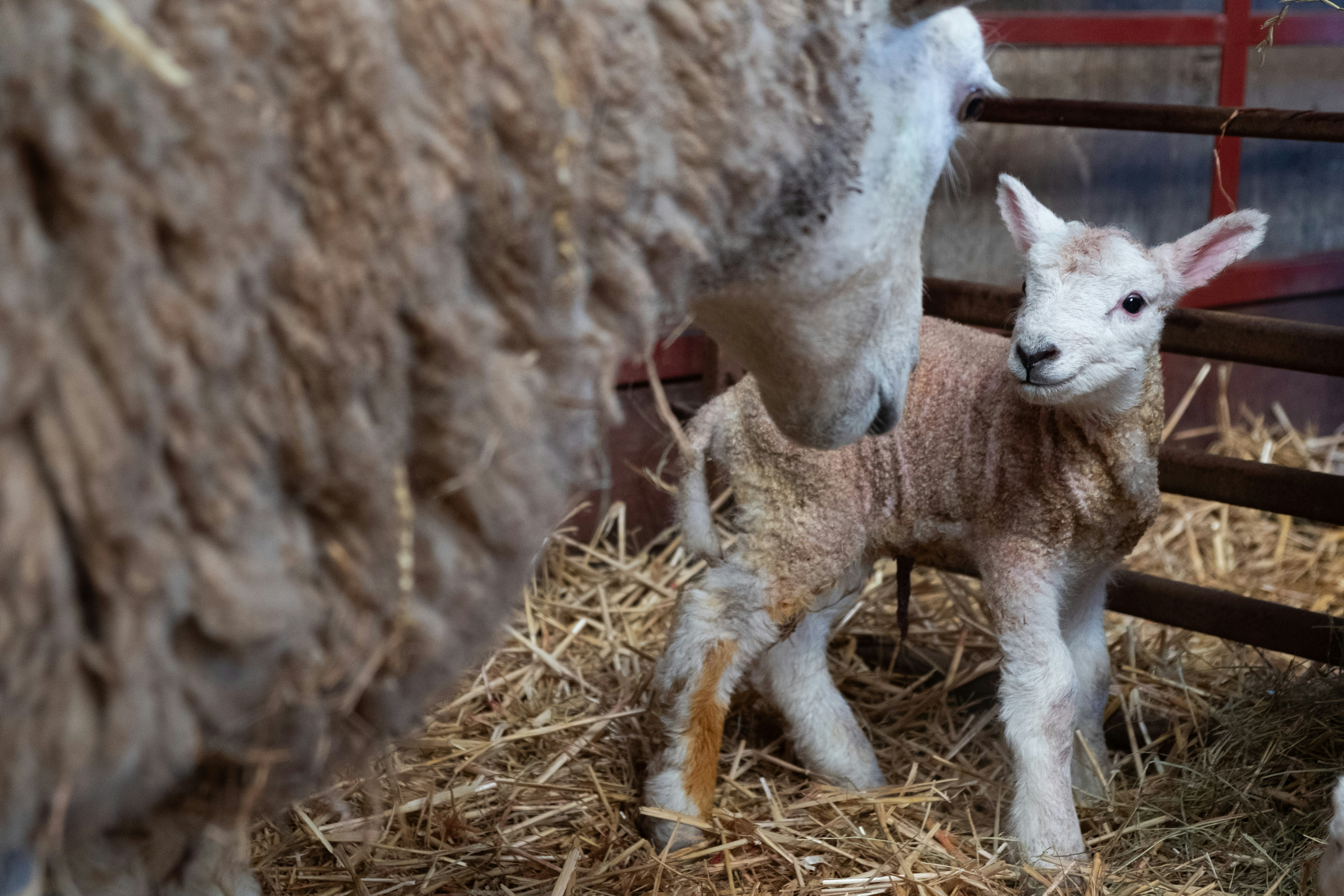 Curious Lamb Meets Gentle Gaze in the Stall