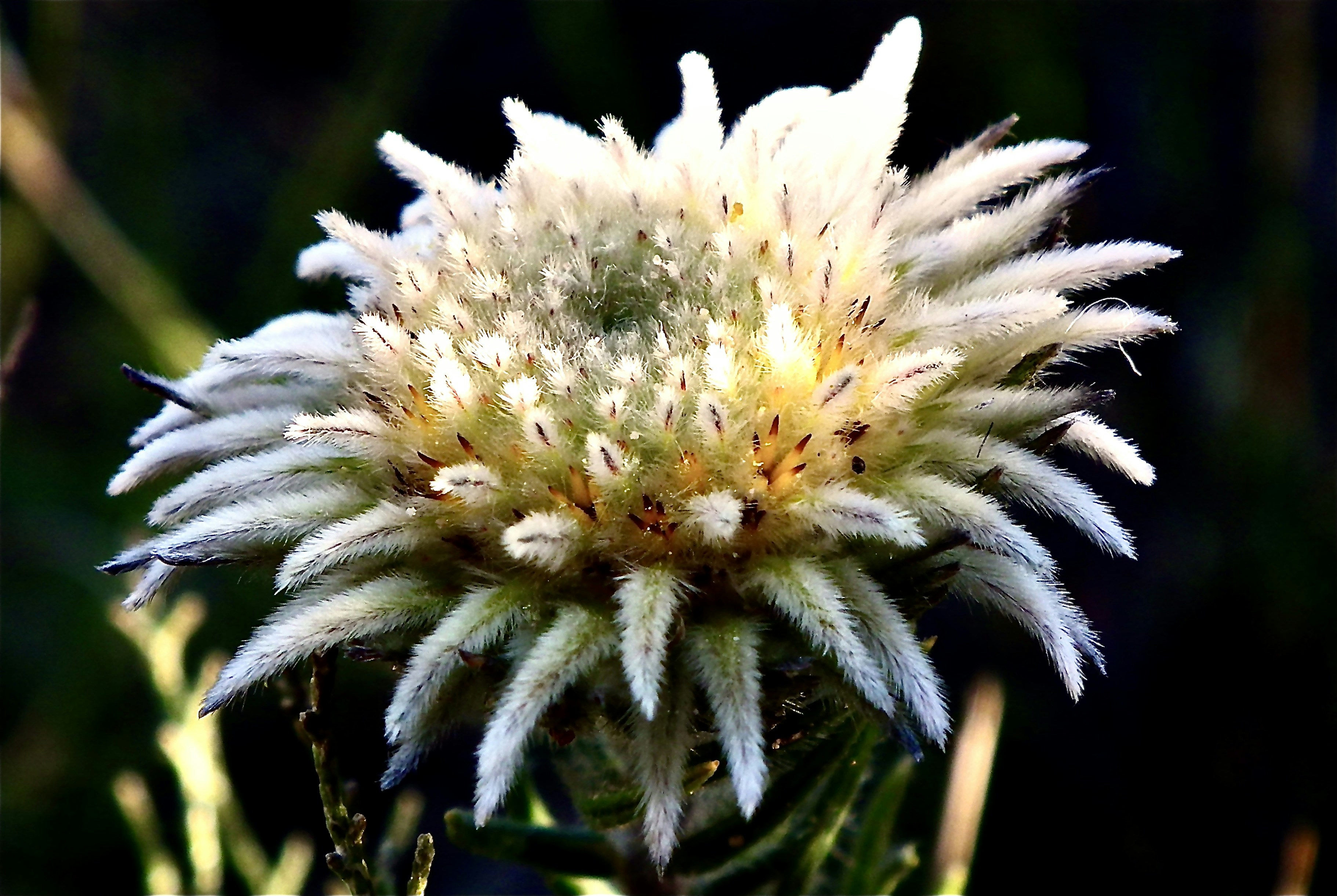 Blossom Burst: Fringed Seed-Head in Soft Morning Light
