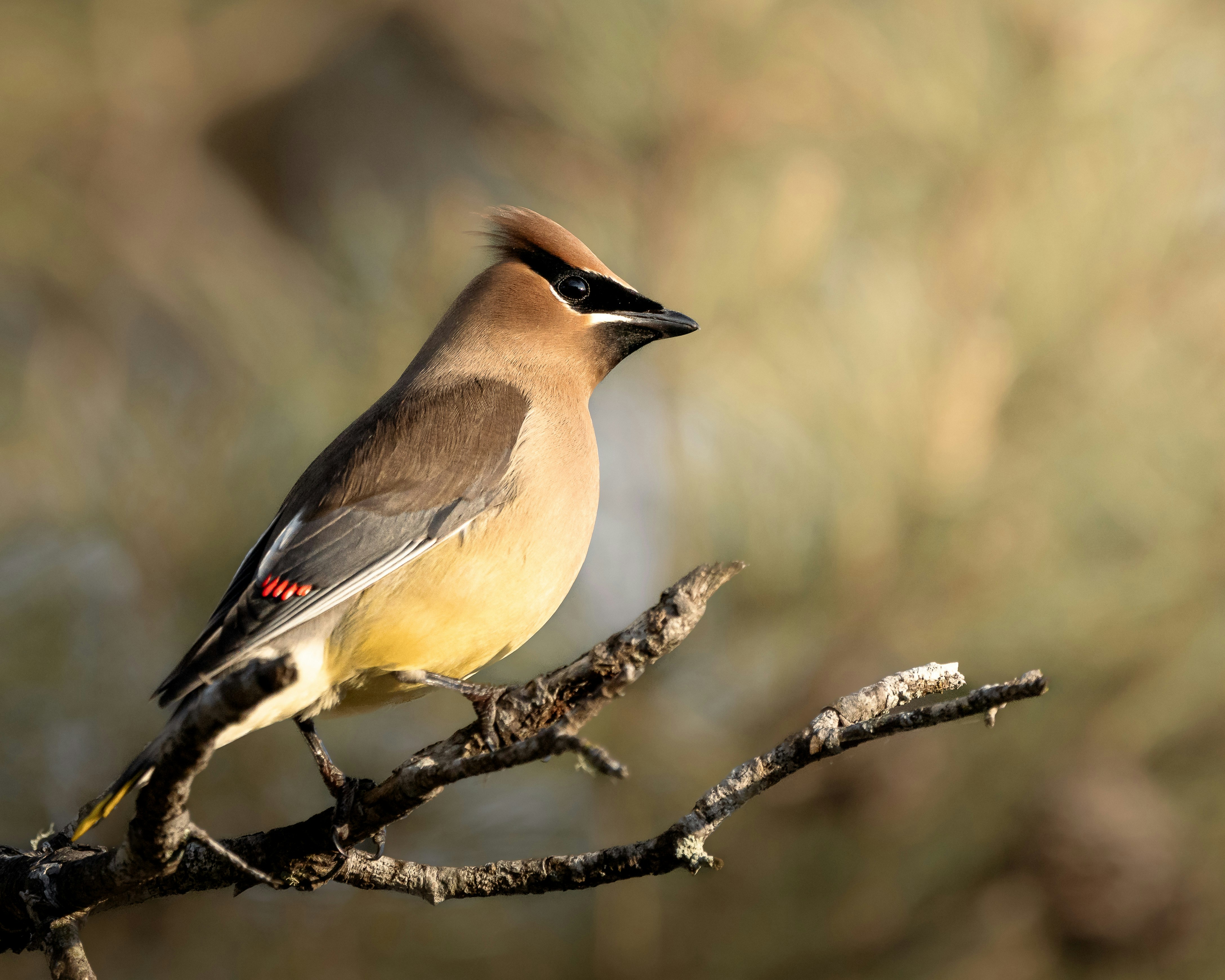 Crowned Beauty: A Cedar Waxwing perched on a sunlit branch