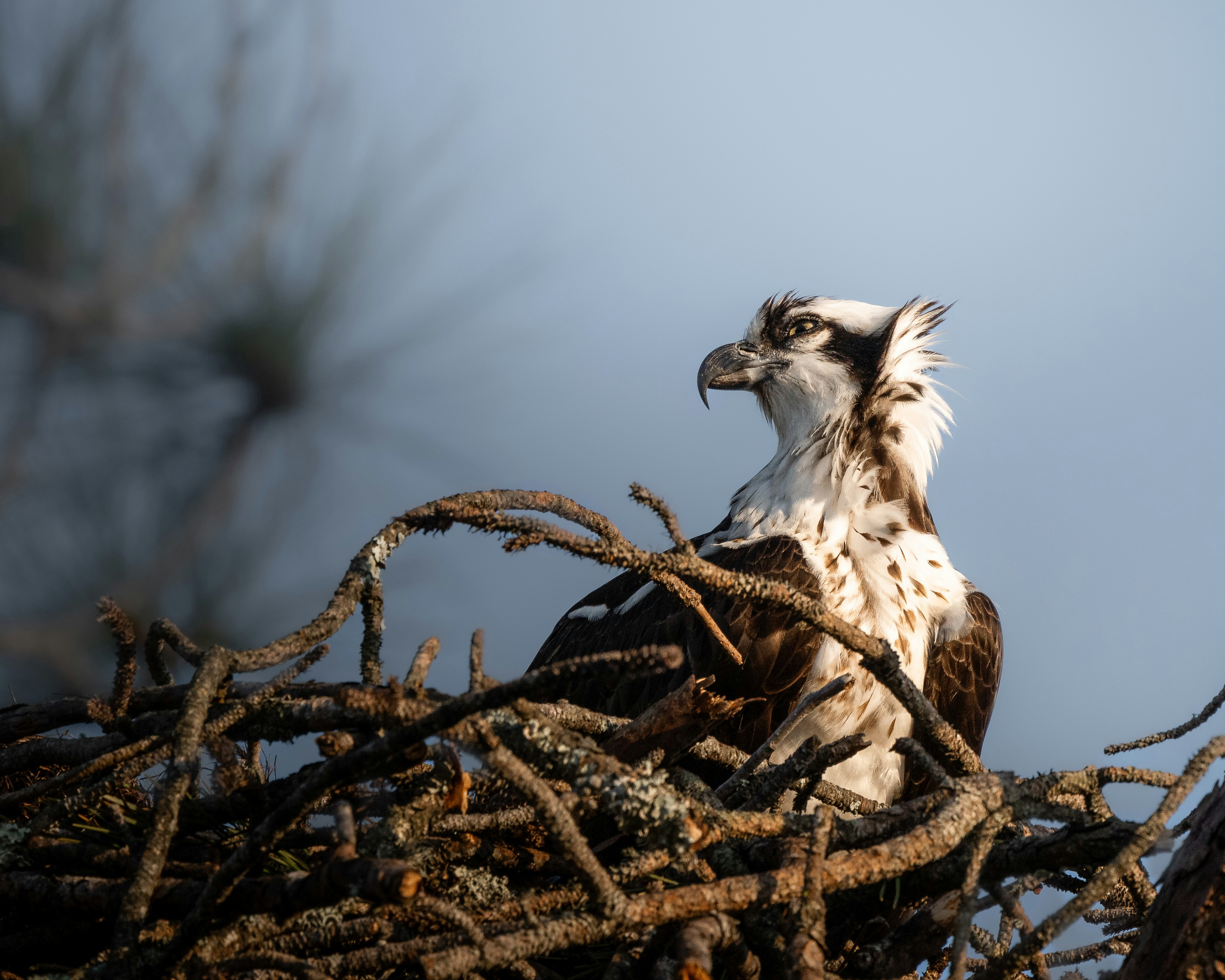 Raptor on the Nest: A Watchful Clutch Above the Tangle