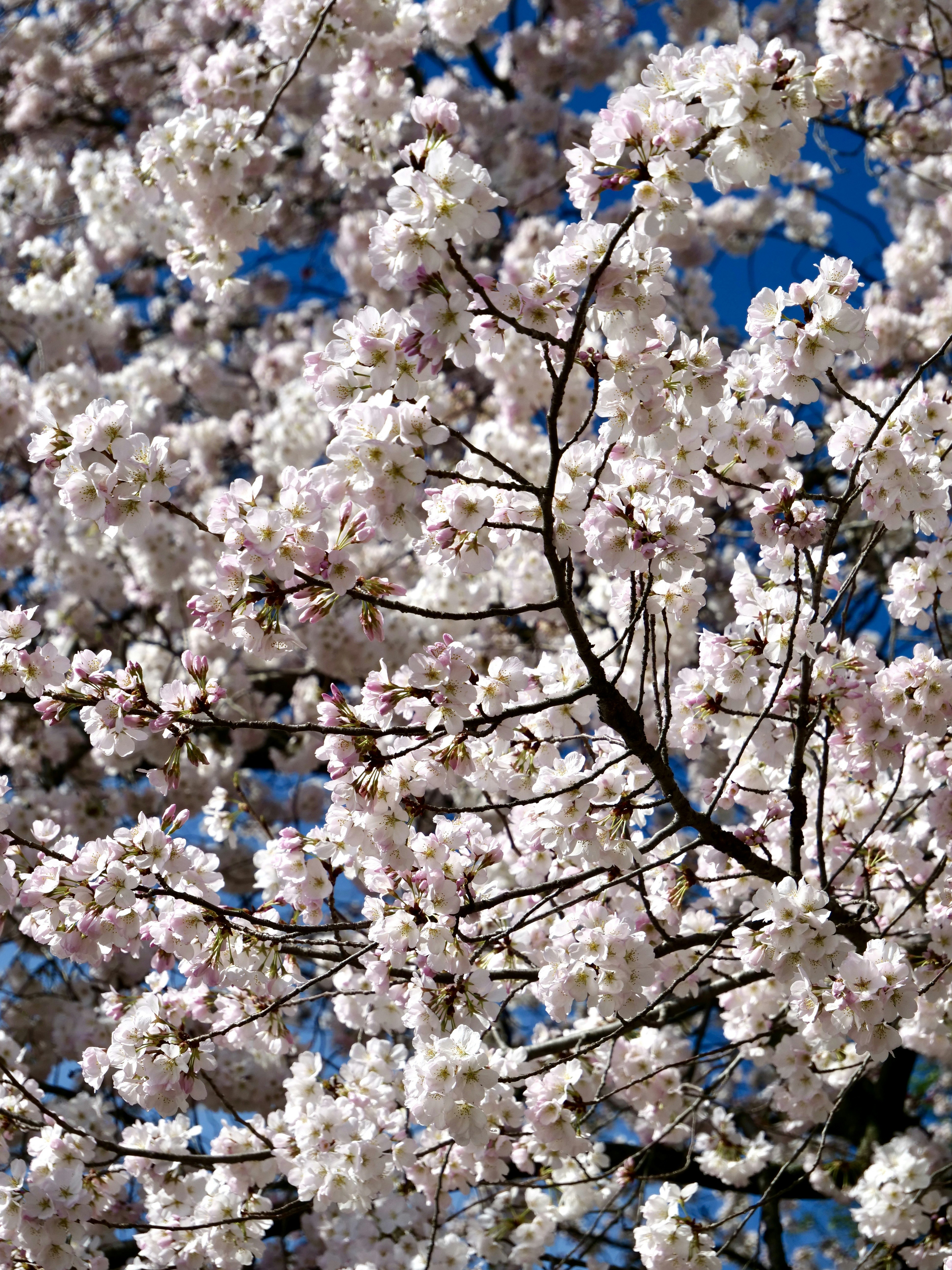 Blossoms Against a Clear Blue Sky: A Portrait of Spring’s Quiet Abundance