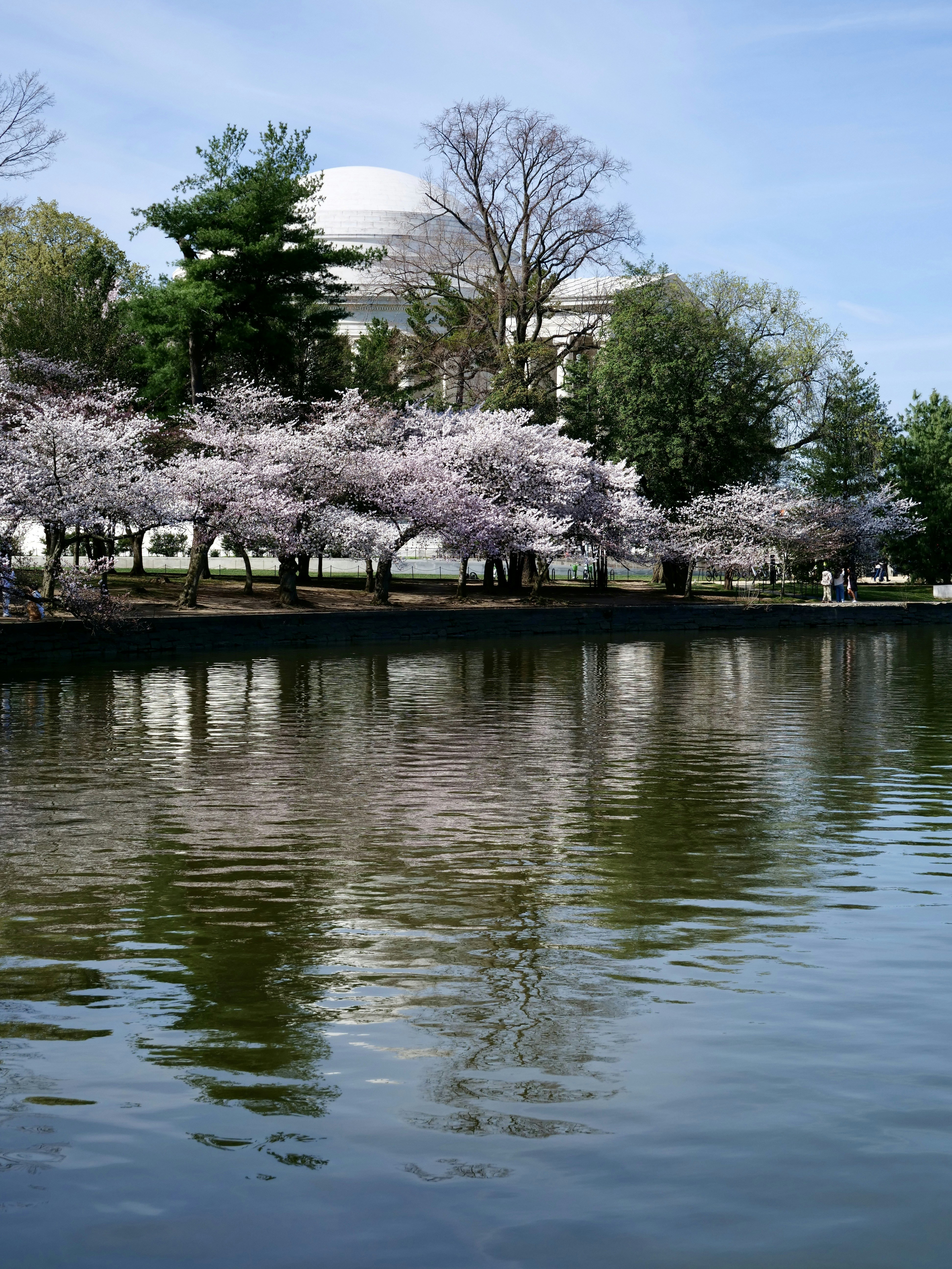 Blossoms at the Edge of the Reflective Lake