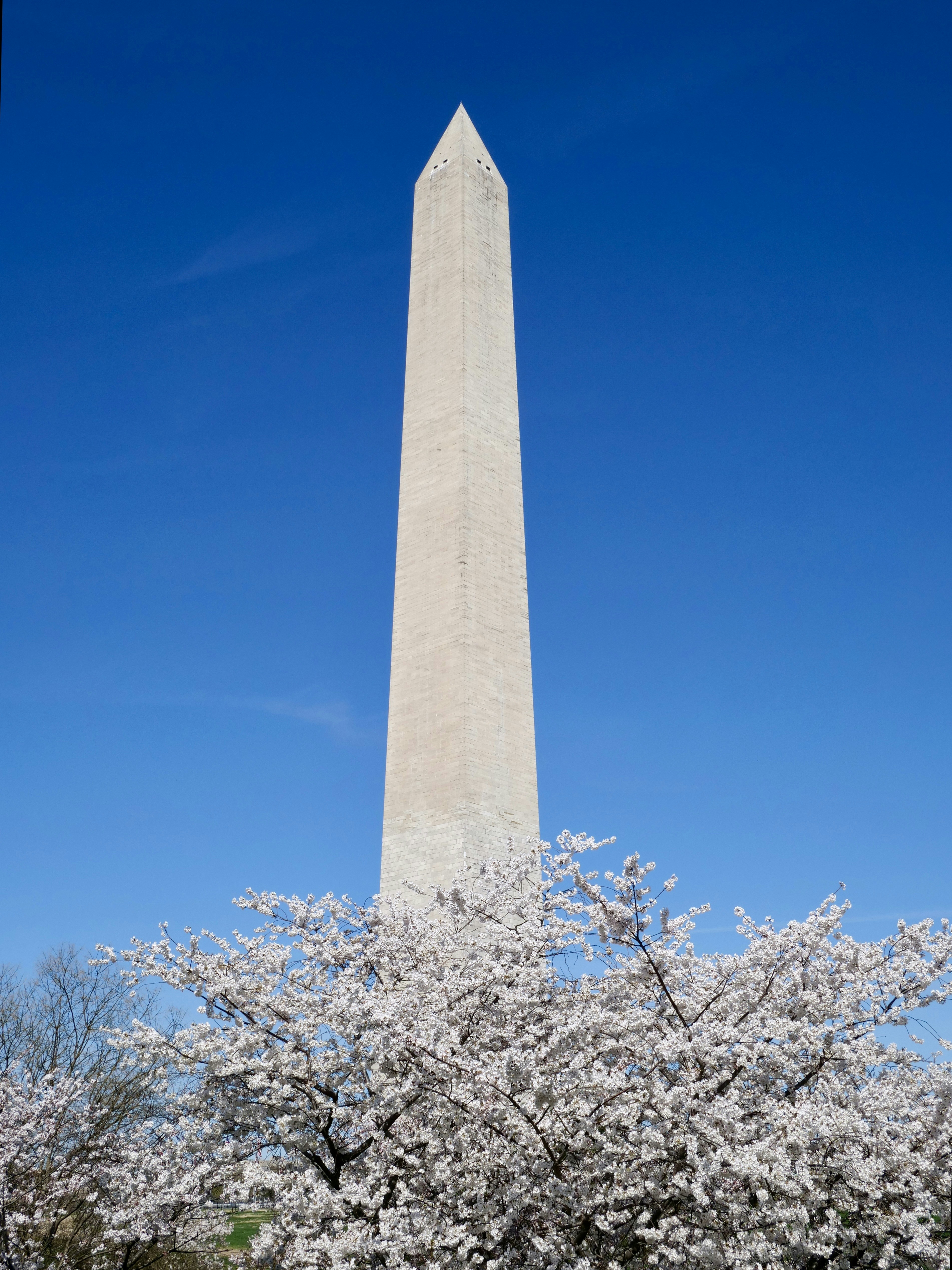 Blossoms and Obelisk: Spring Reach Toward the Sky