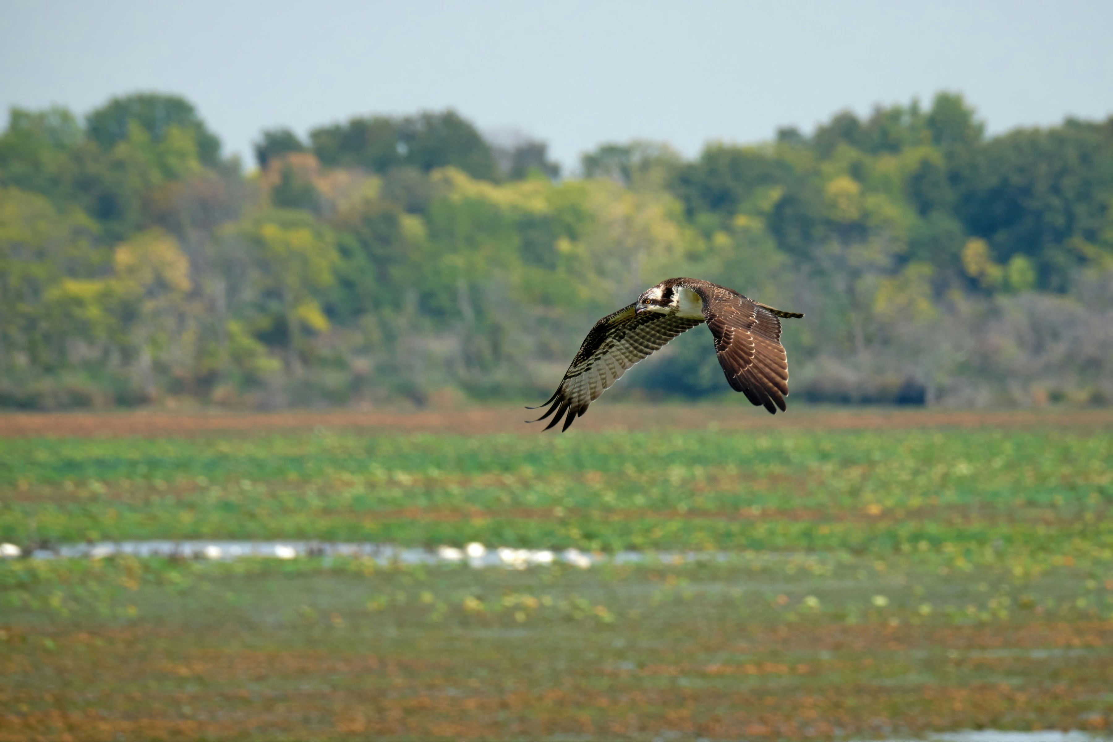 Silent Glide Over Marsh: A Peregrine in Profile