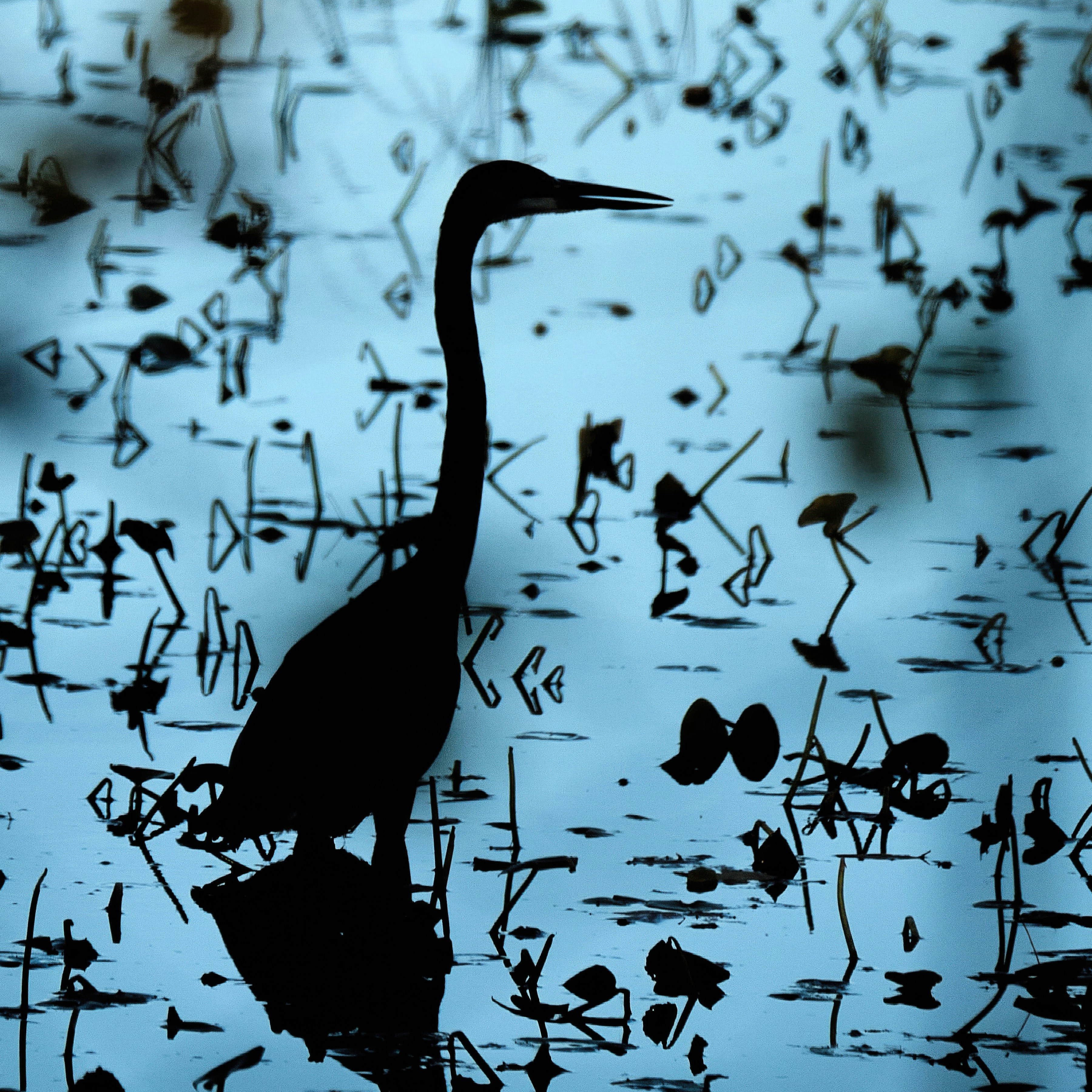 Silhouette on Blue Glass: Heron in Echoing Wetland