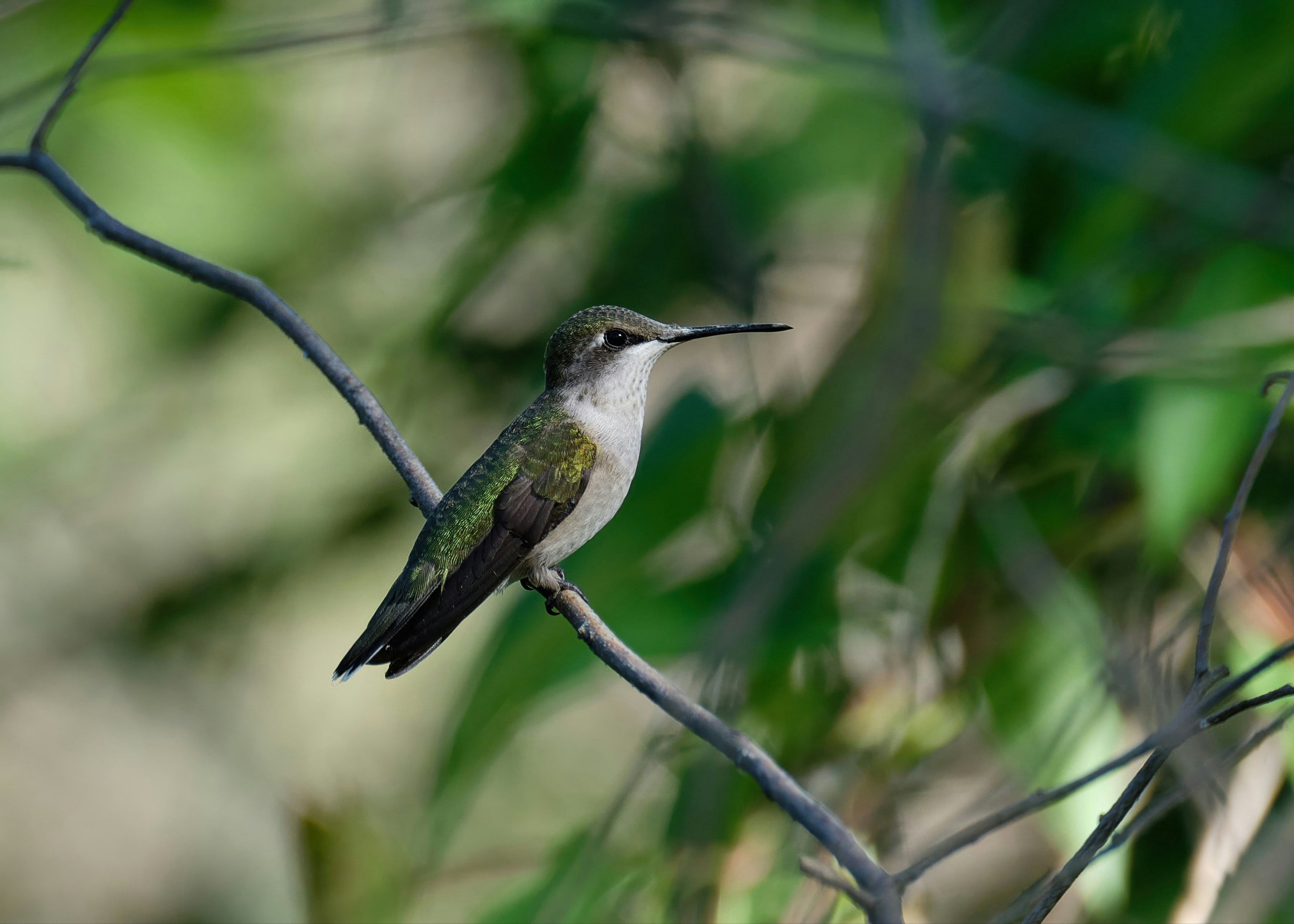 Perched Hummingbird in Dappled Green