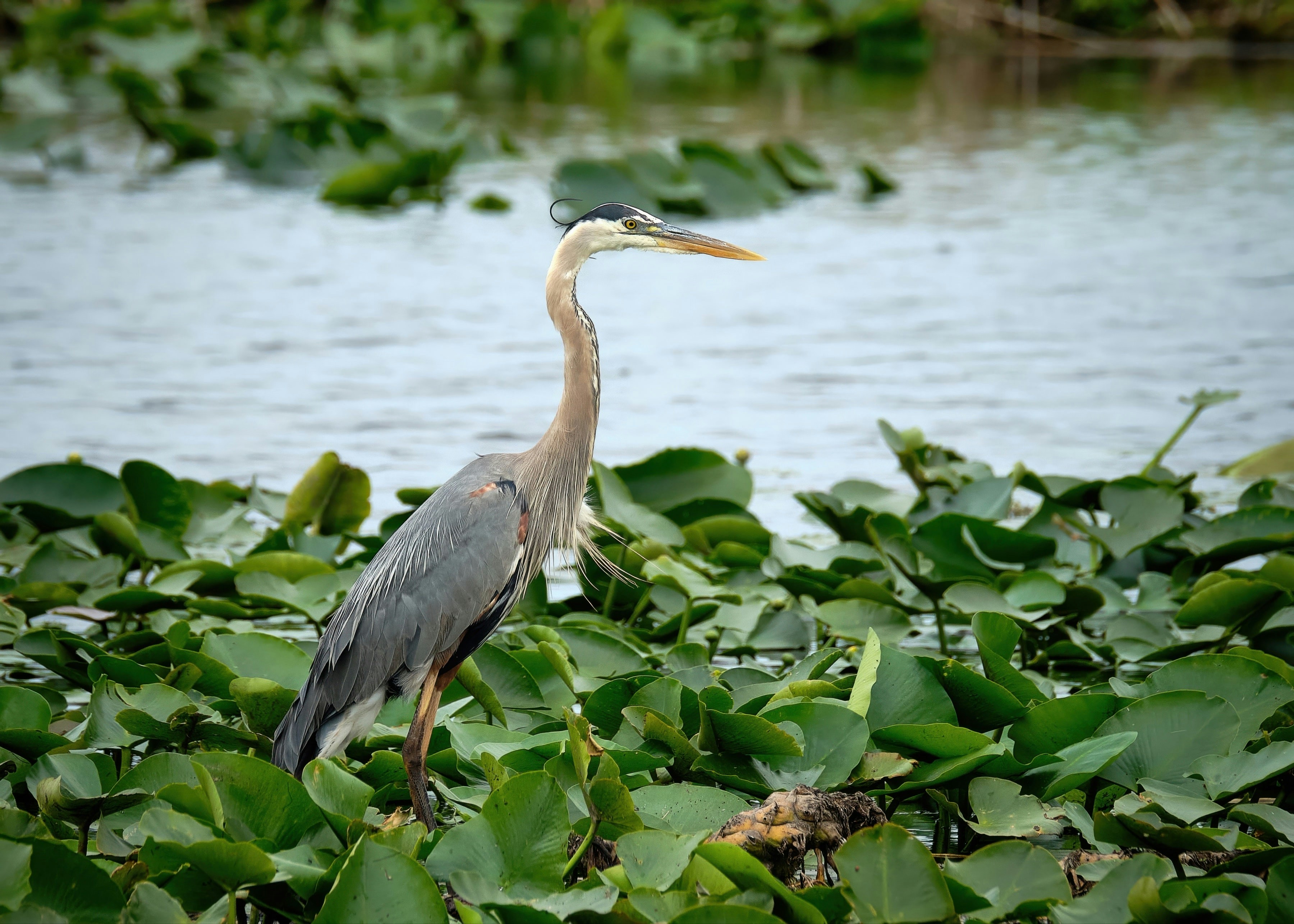 Grace Among Lilypads: A Heron Scout in Quiet Water