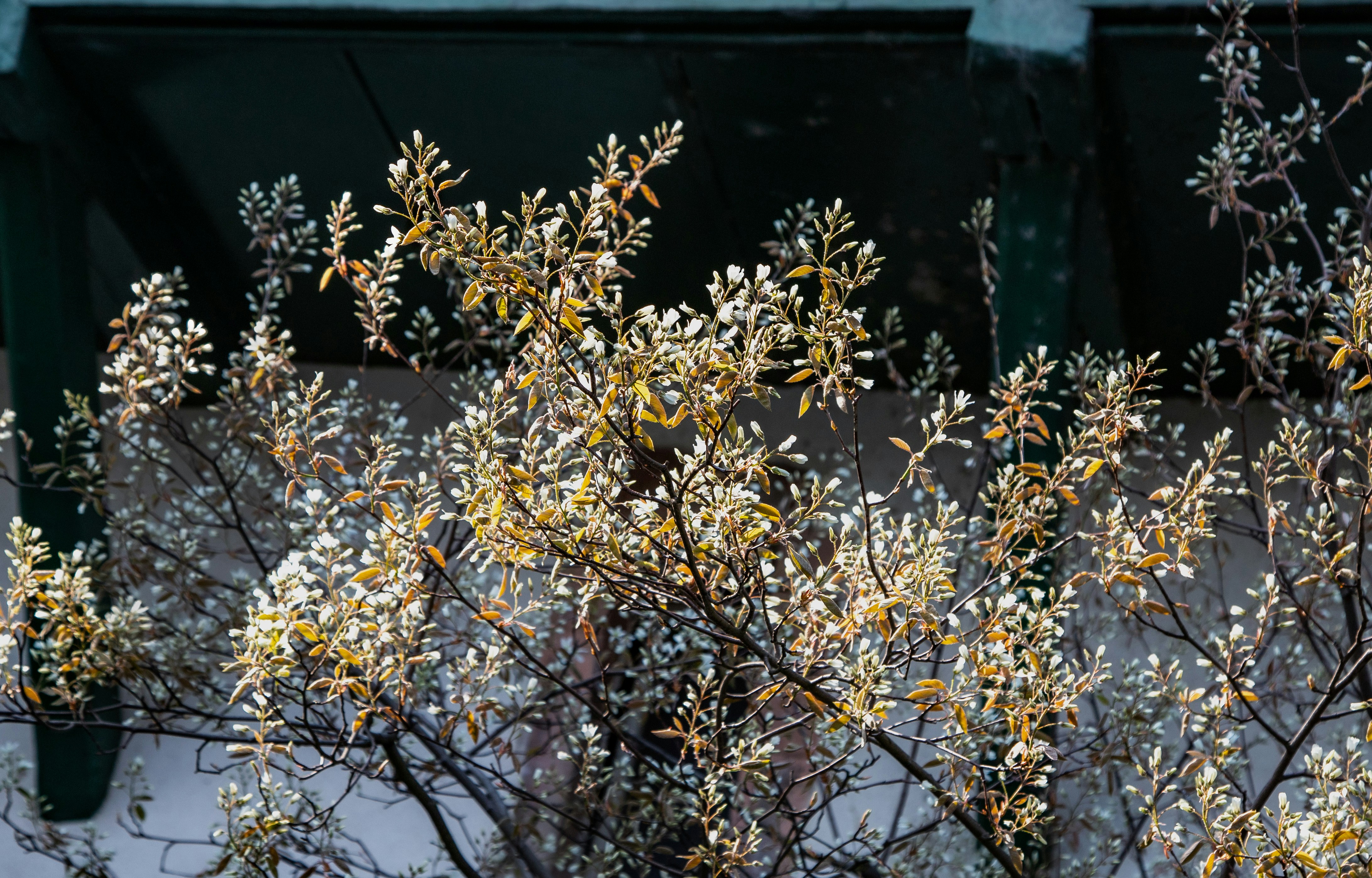 Snow-kissed Ginkgo-like Branches Framing a Quiet Urban Wall