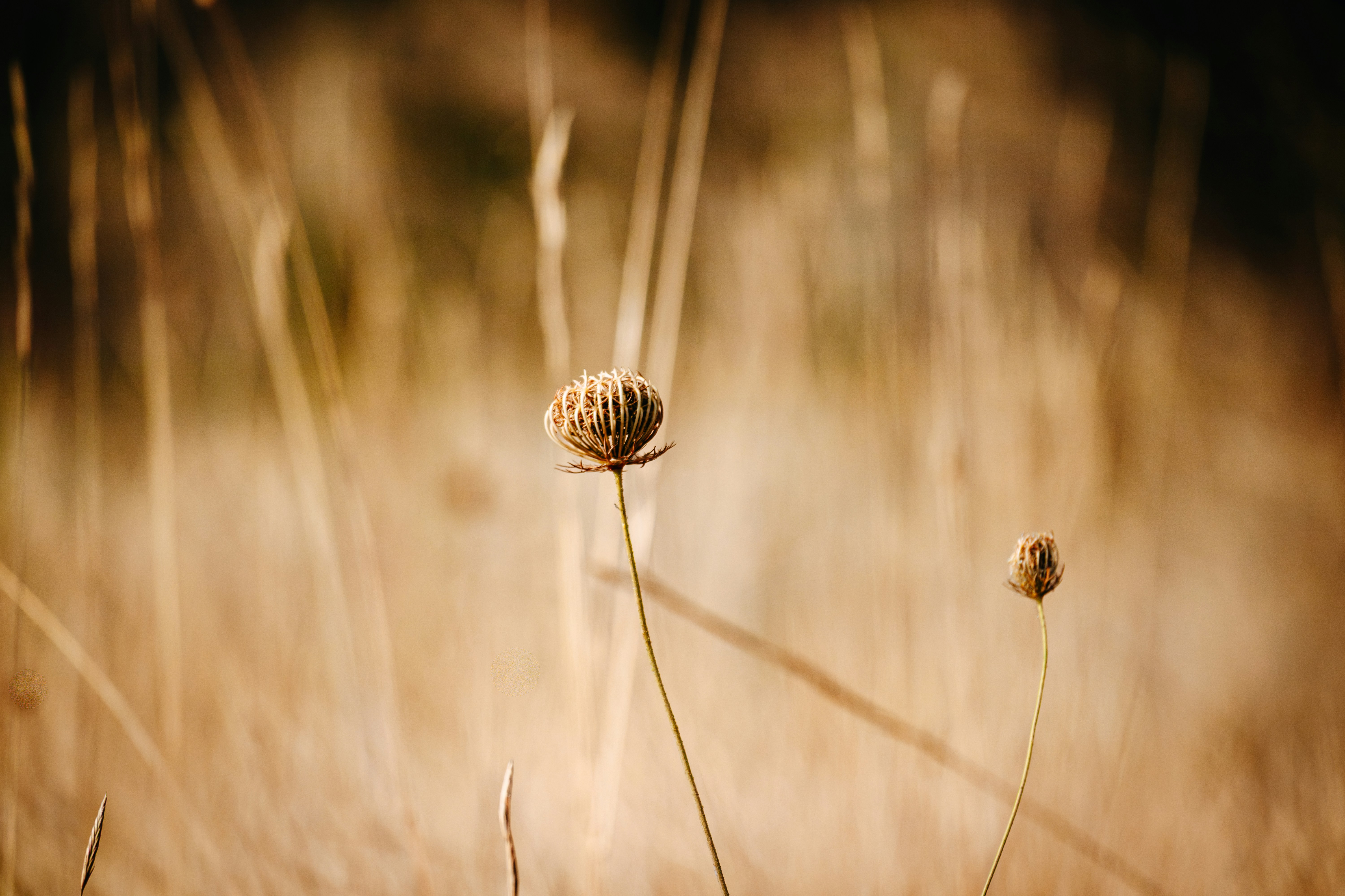 Withered Seedhead in Soft Autumn Light