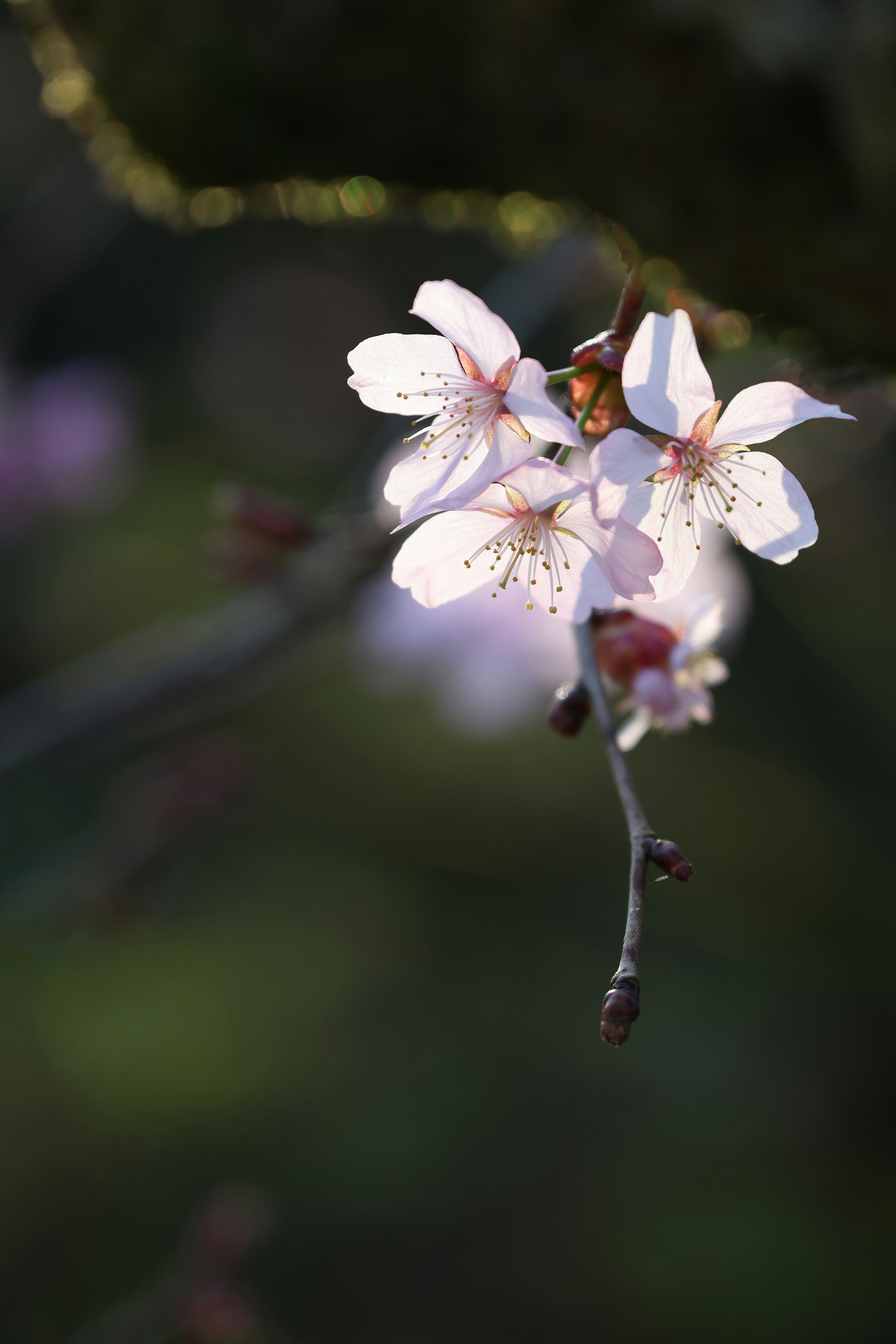 Blossom in Soft Focus: A Gentle Spring Moment