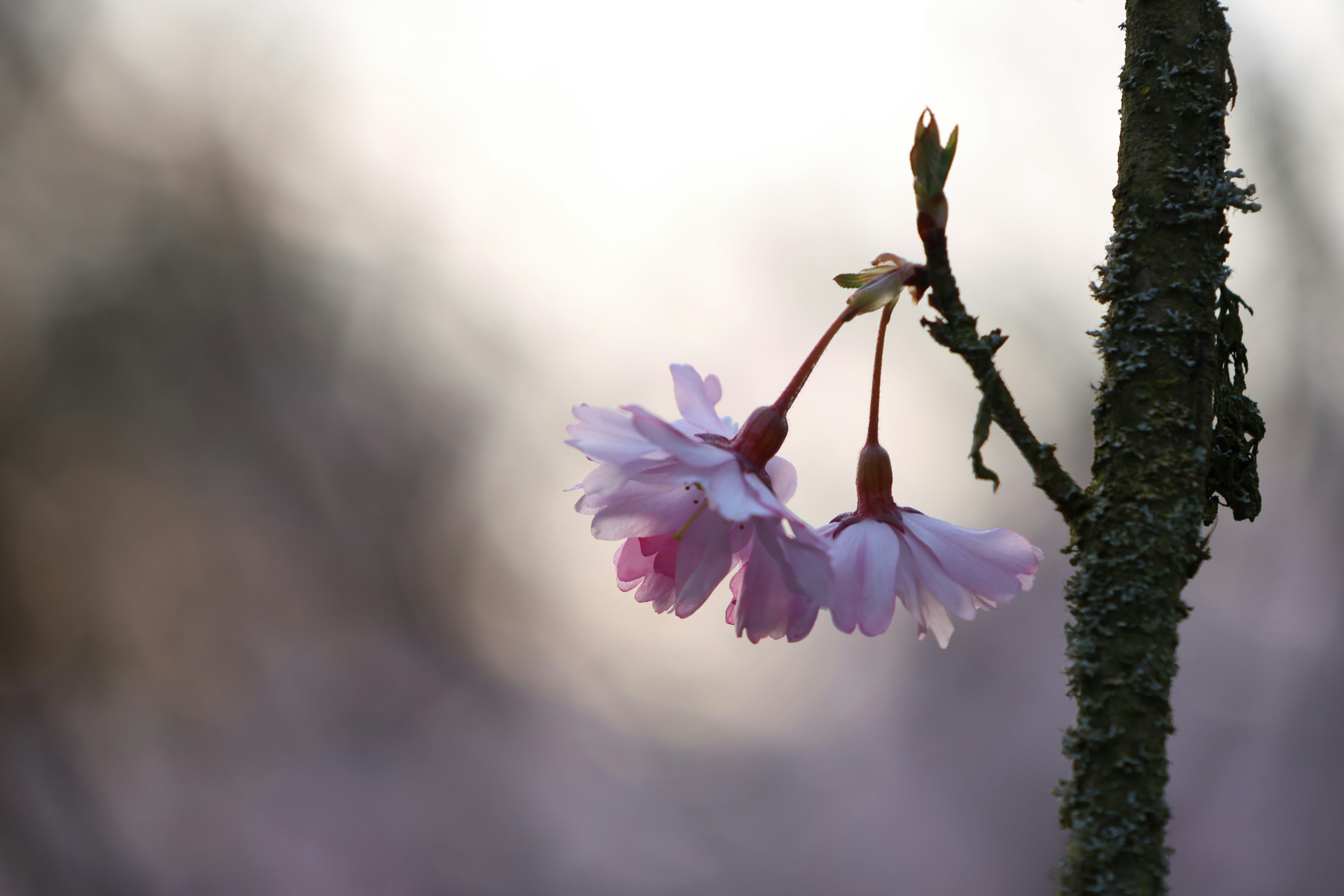 Blossoms in Soft Backlight: A Pale Pink Petal Moment