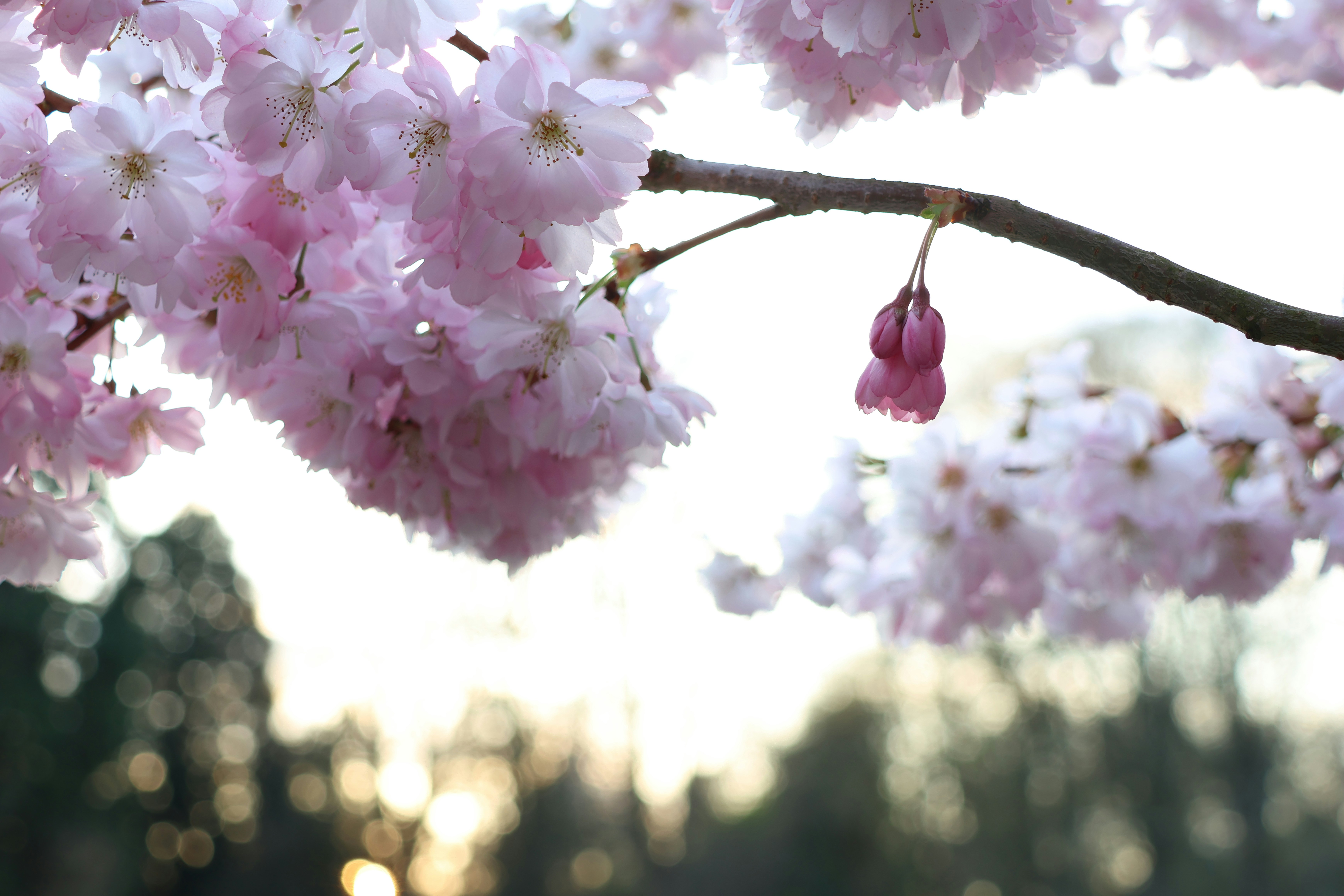 Soft-petal Chorus: Sakura Bloom Against Backlit Pines