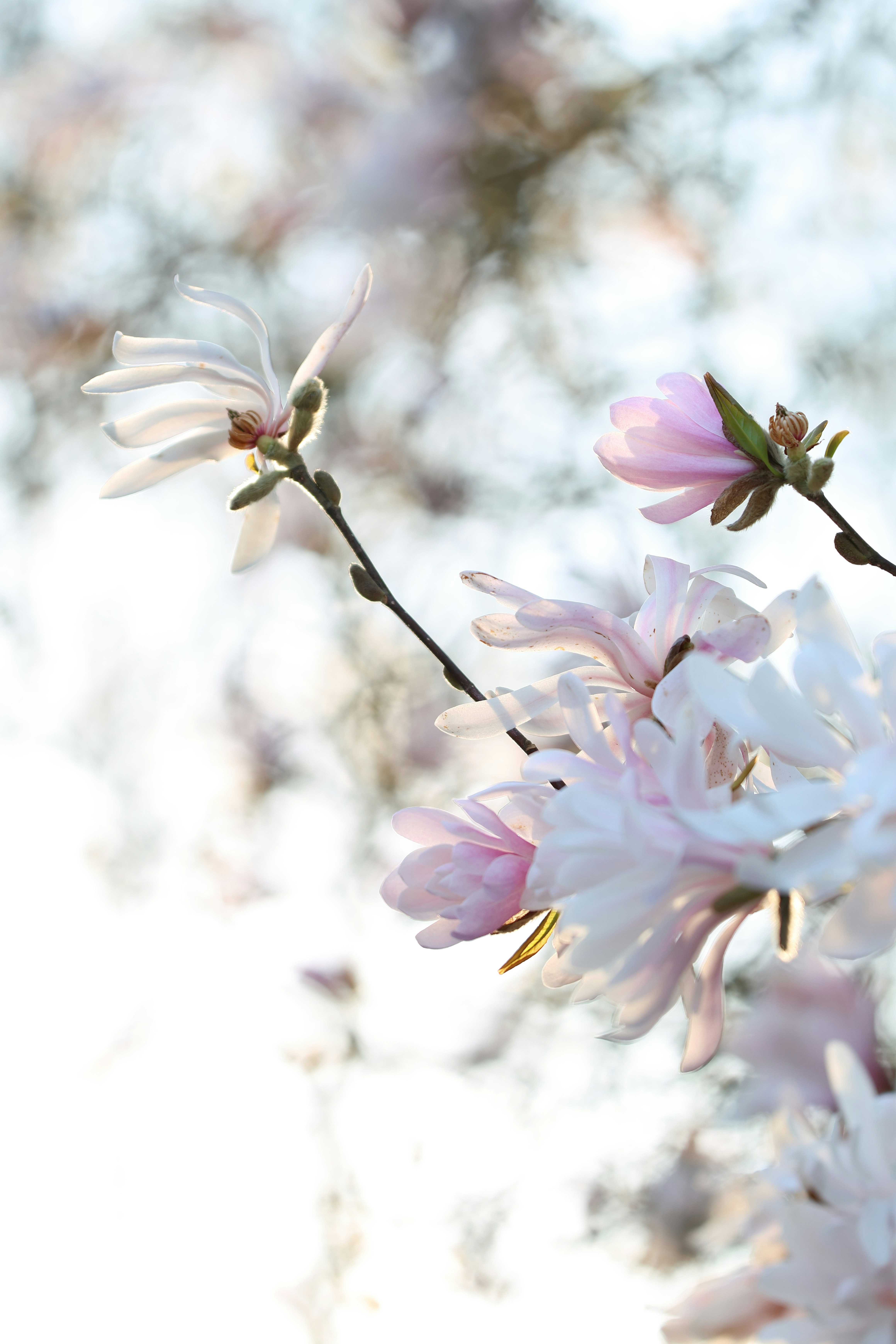 Soft Bloom in Early Light