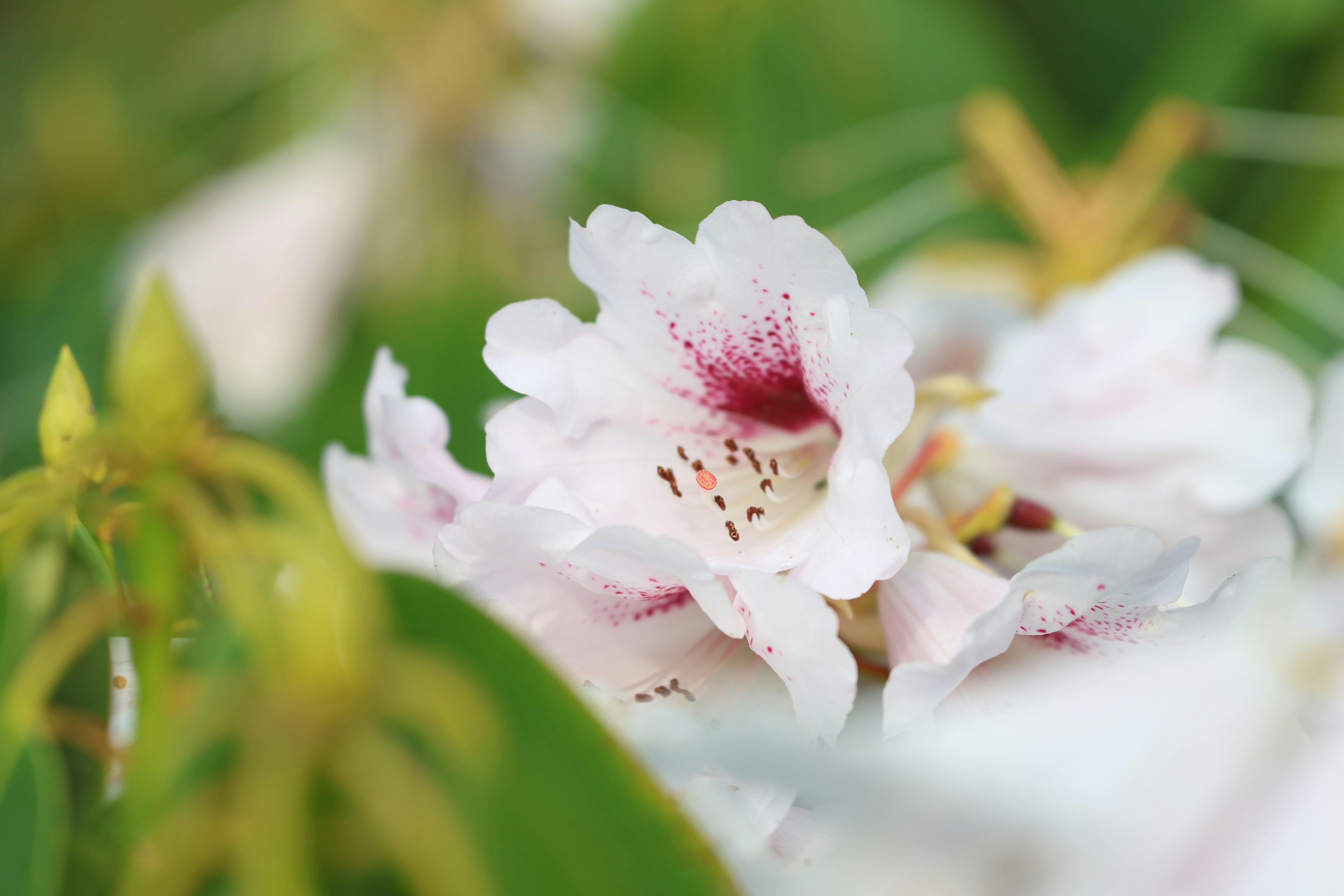 Petal Portrait: Soft Pink Azalea in Dappled Light