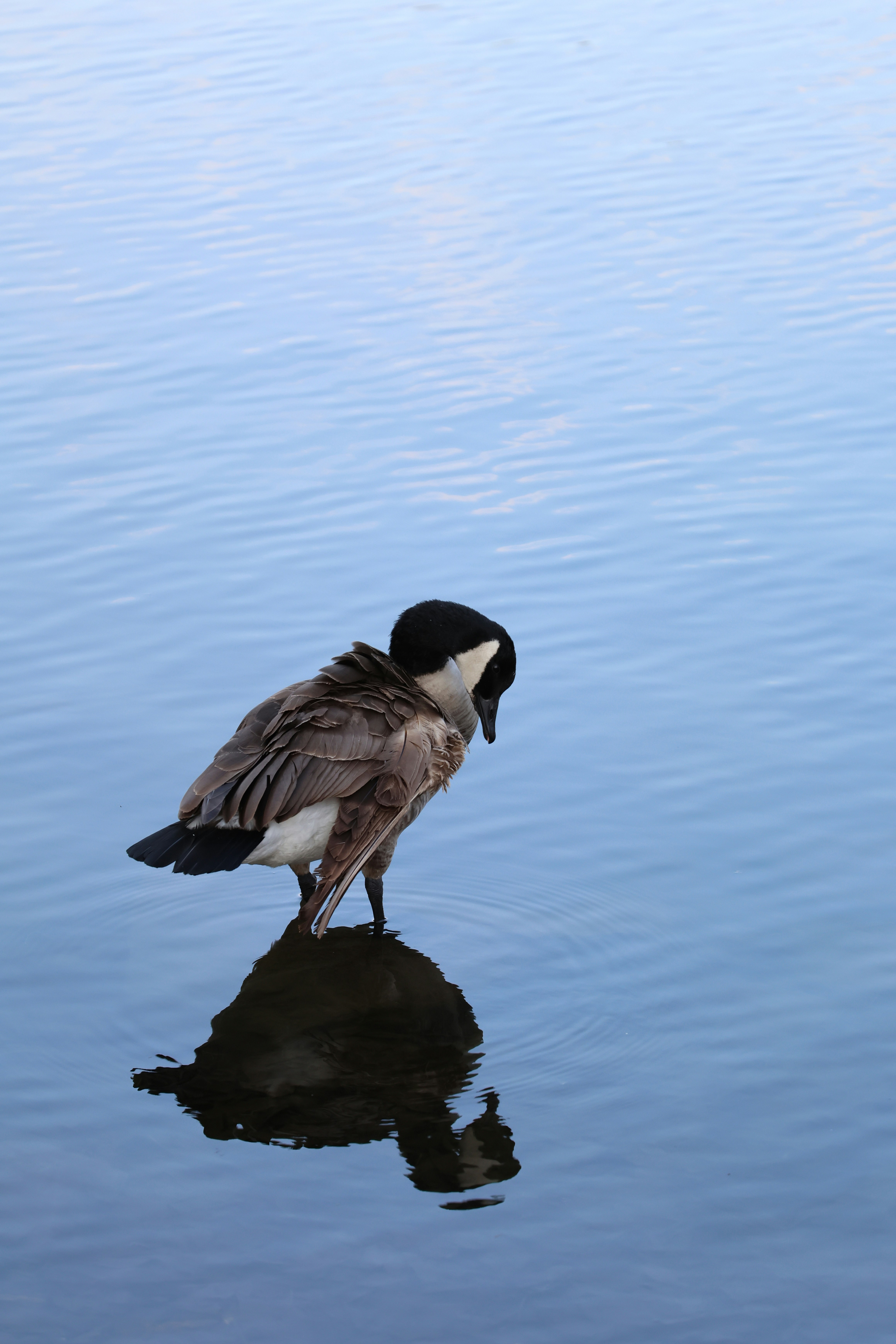 Waterside Nod: A solitary duck resting atop a reflective pool