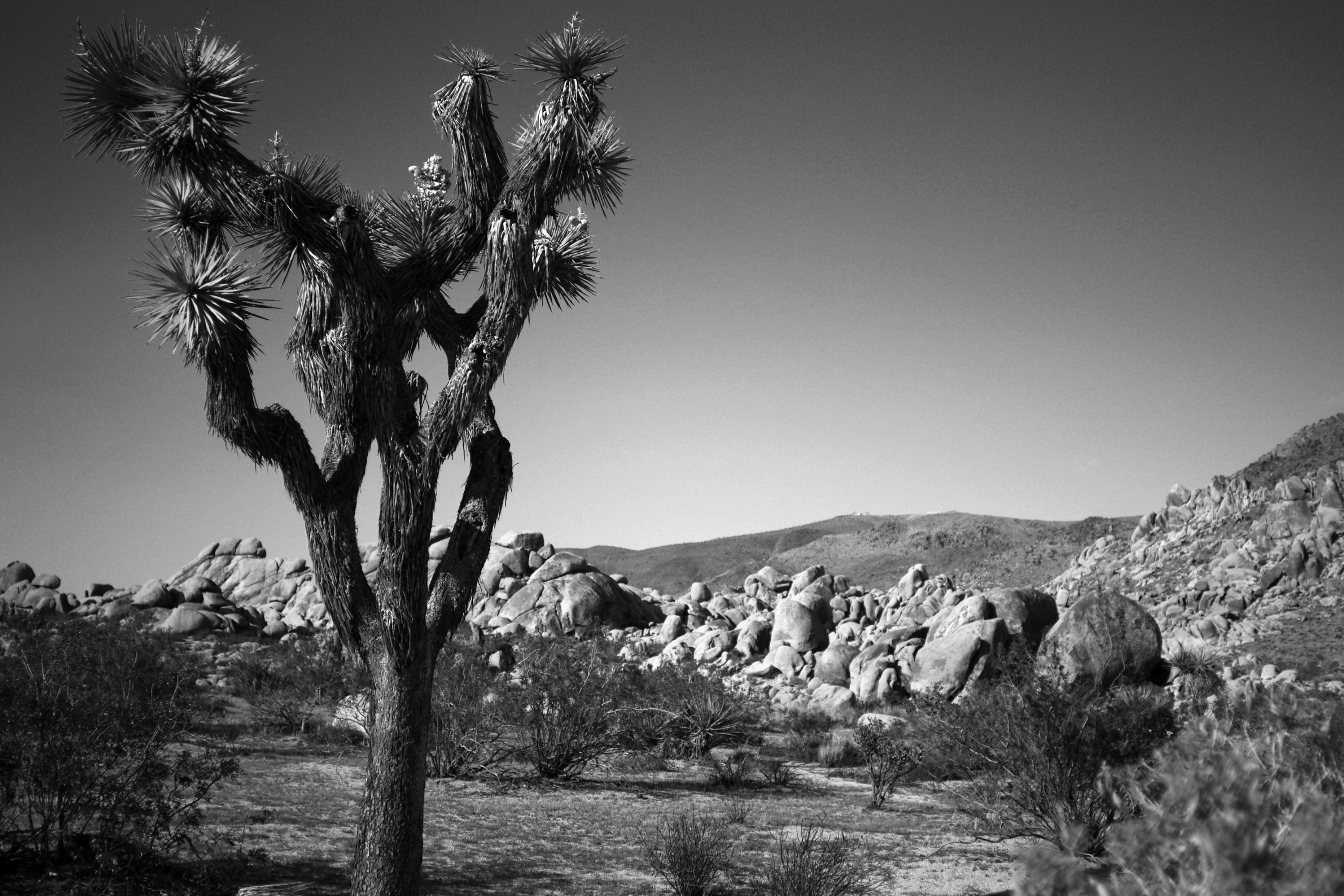 Desert Guardian: Joshua Tree in a Sea of Stones
