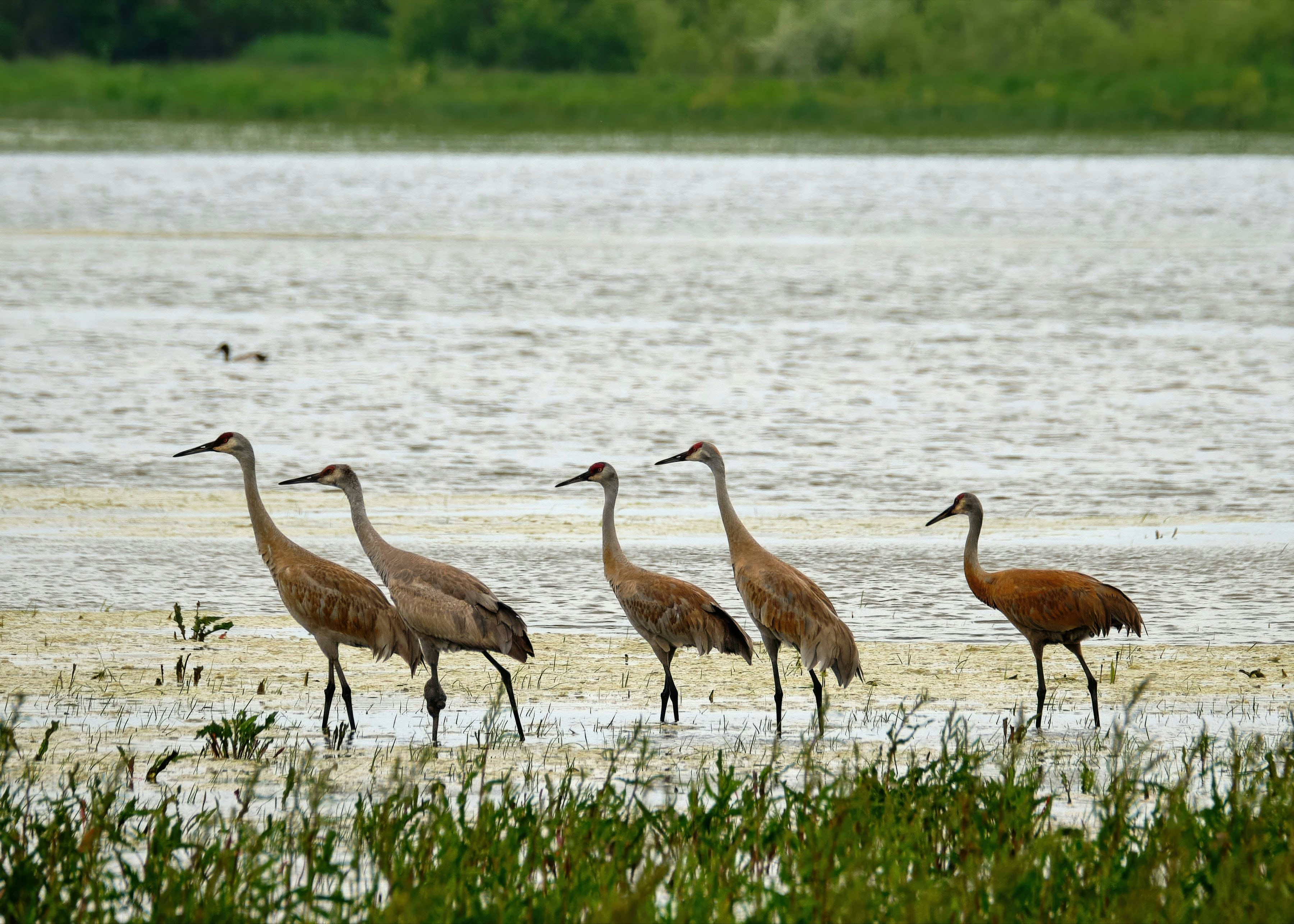 Line of Herons on a Tidal Shore