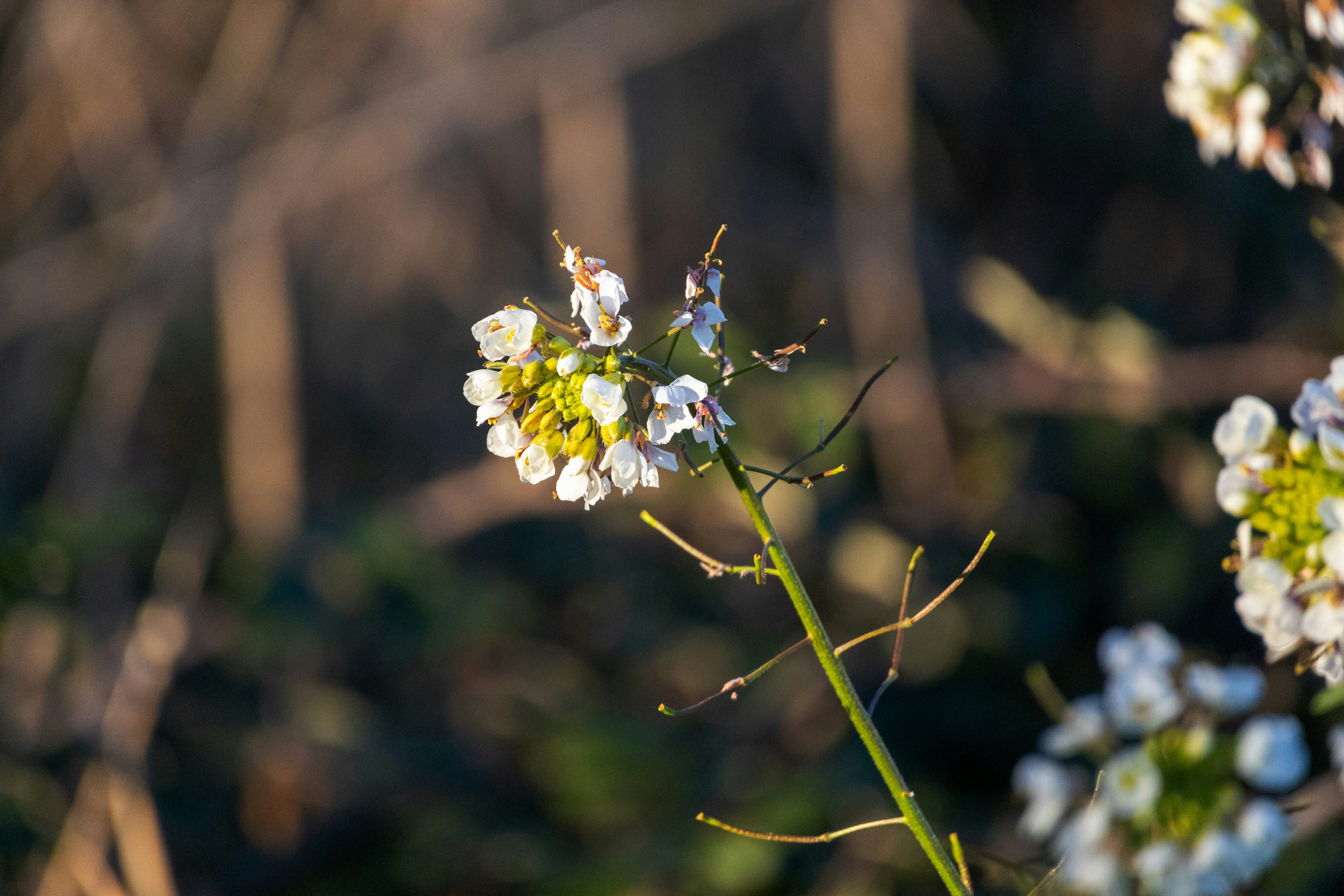 Close-up of a Tiny Bloom with Sunlit Petals in a Soft Bokeh