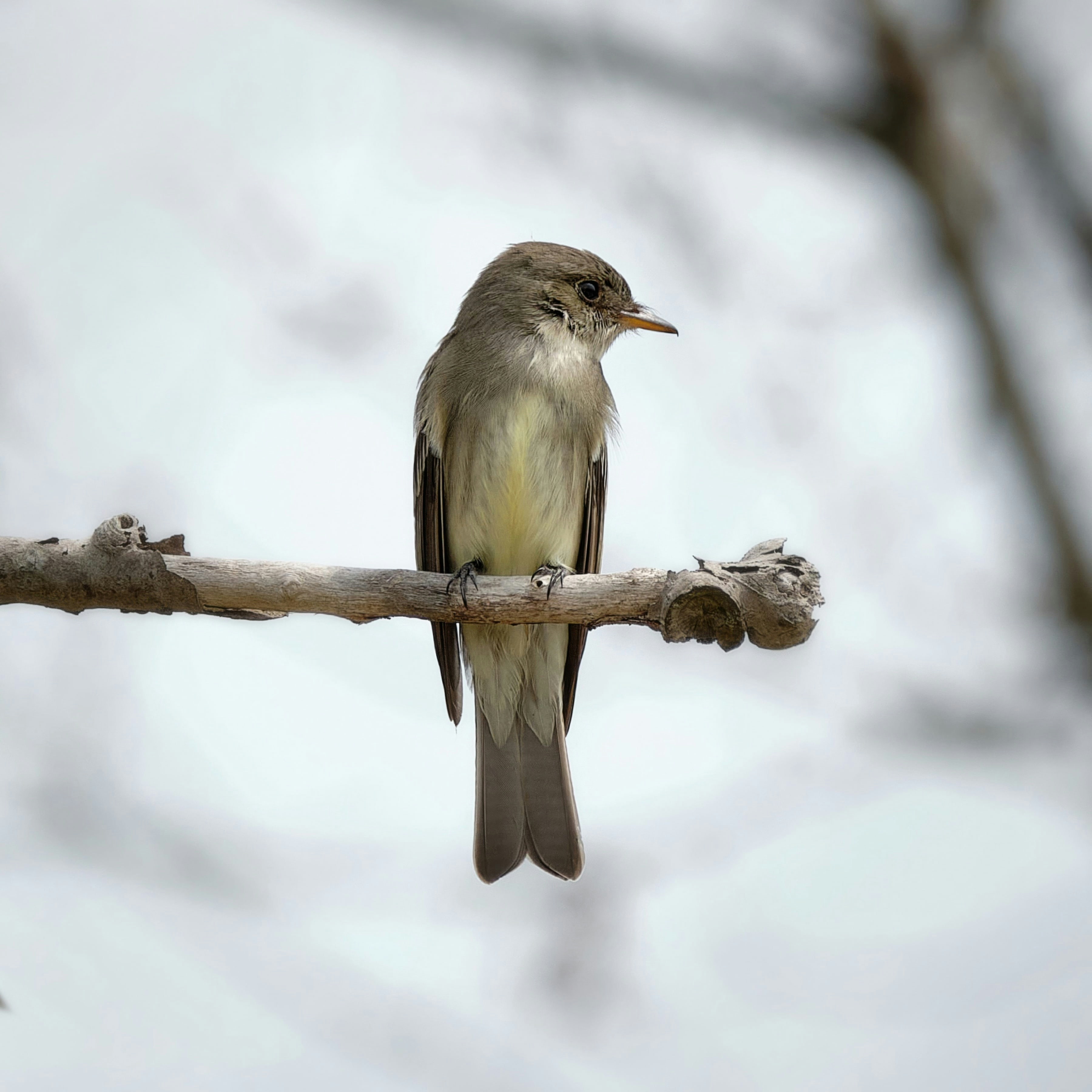 Perched in Winter Quiet: A Sparrow’s Moment on a Bare Twig