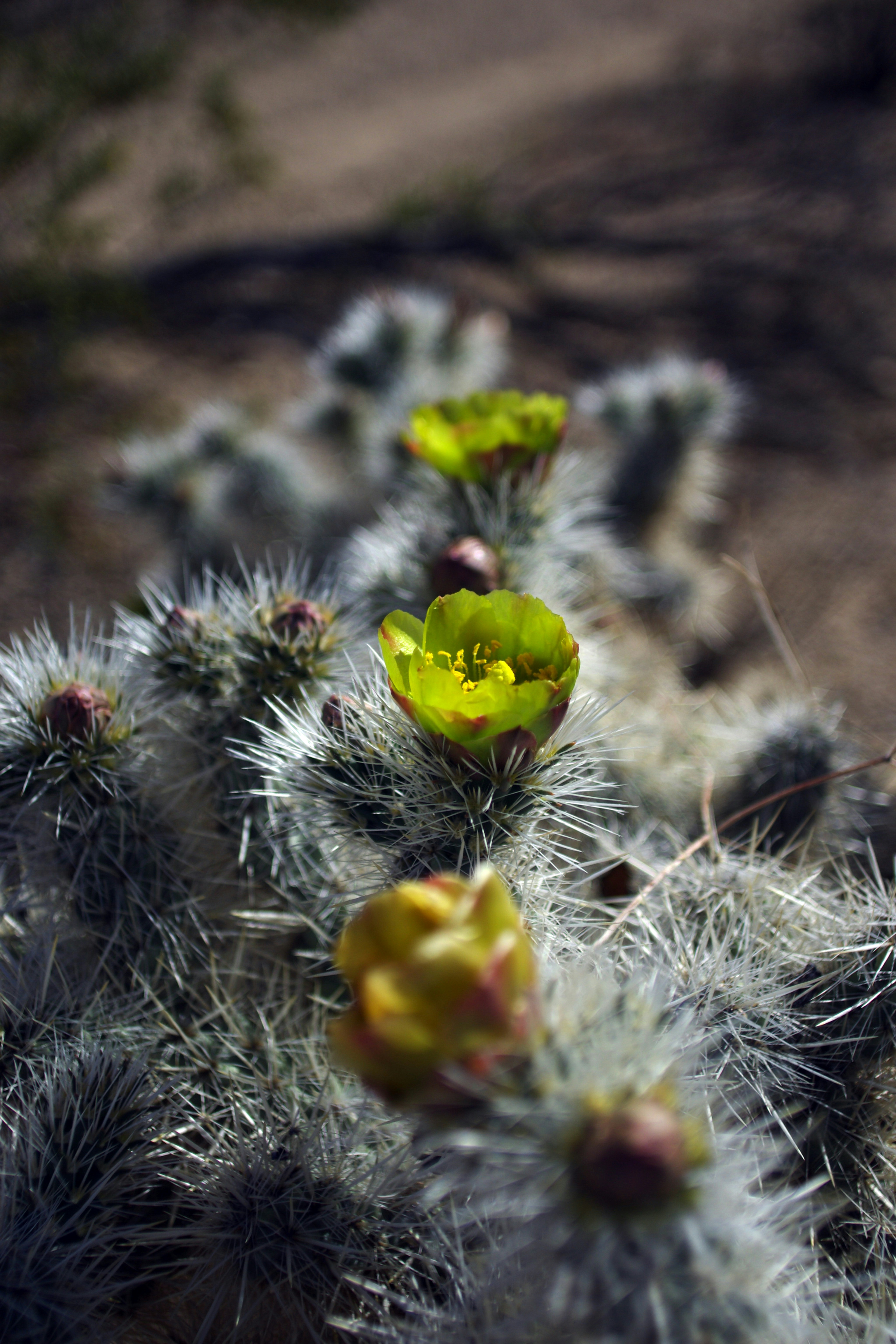 Green bloom among spiny gray cacti