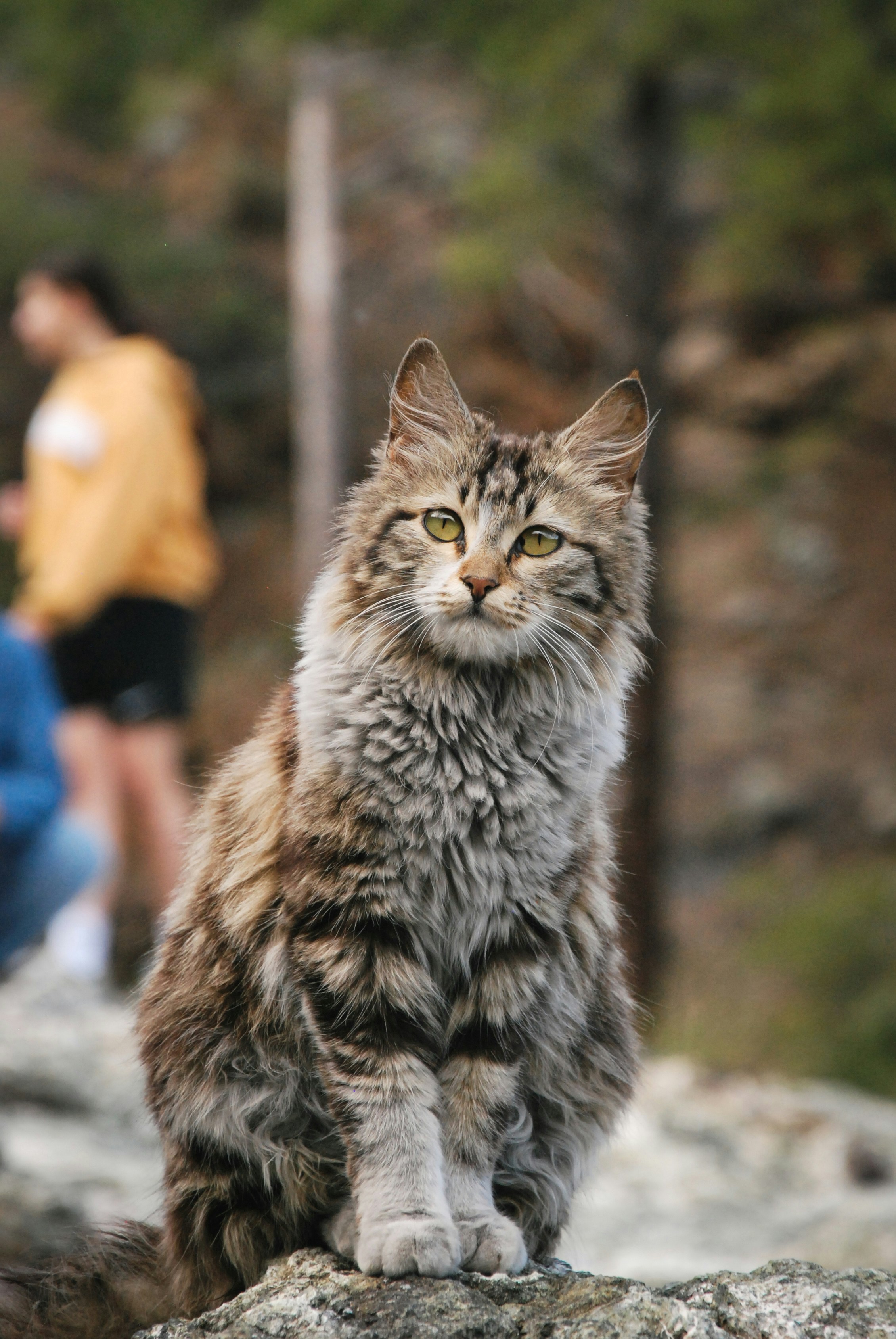 Majestic Cat in Focus Against a Blurred Trailside
