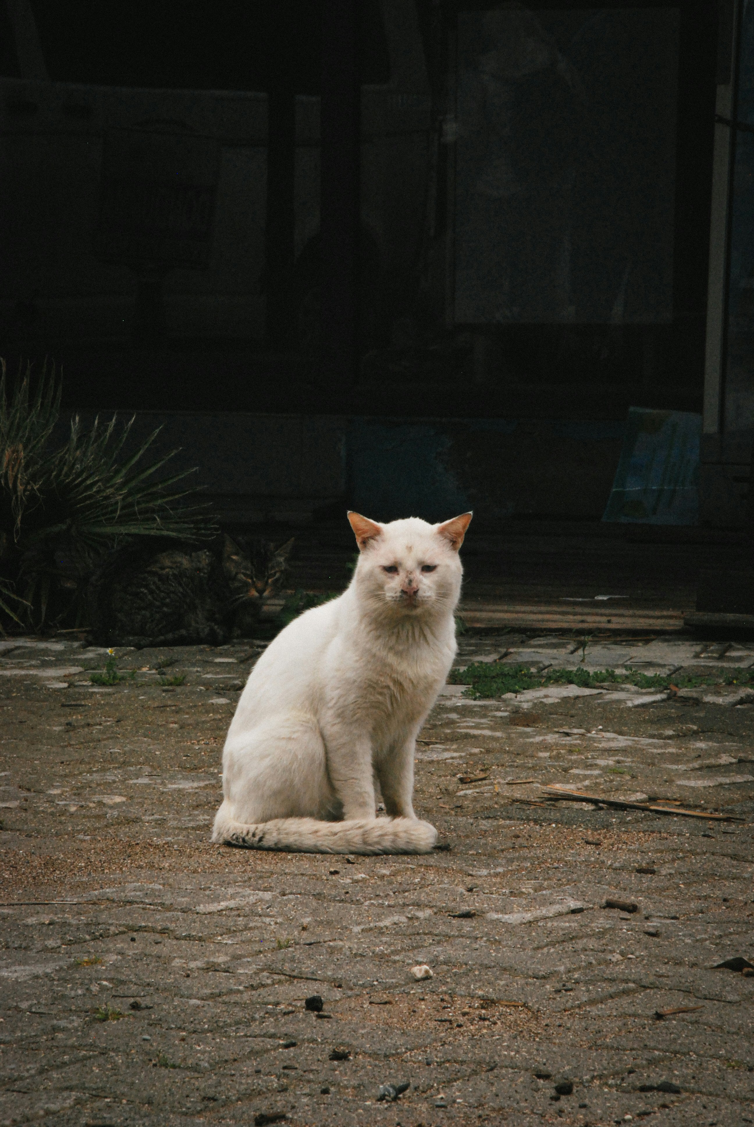 White Cat in the Quiet Yard