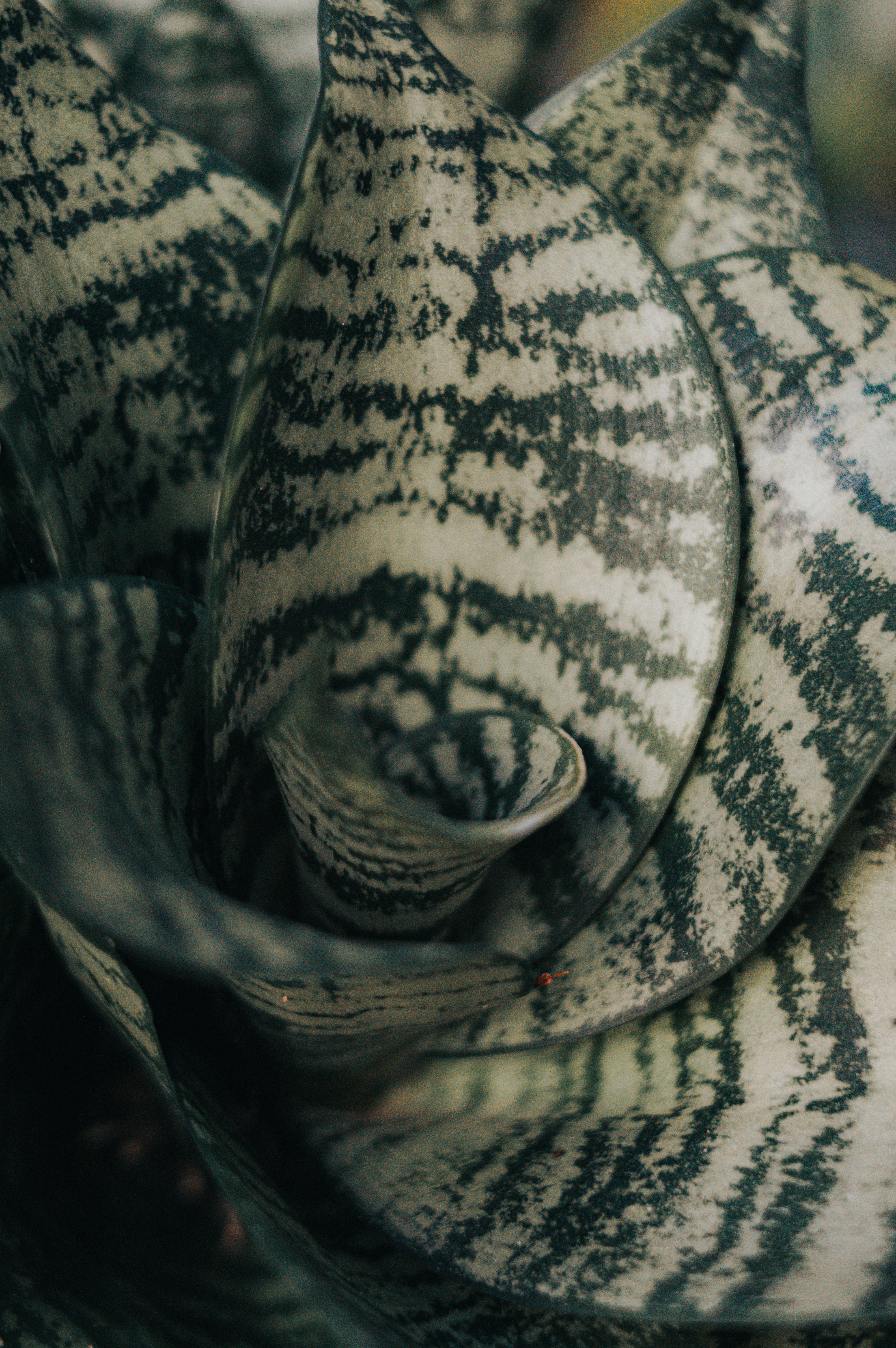 Architectural Spiral: Textured Leaves in Quiet Frame