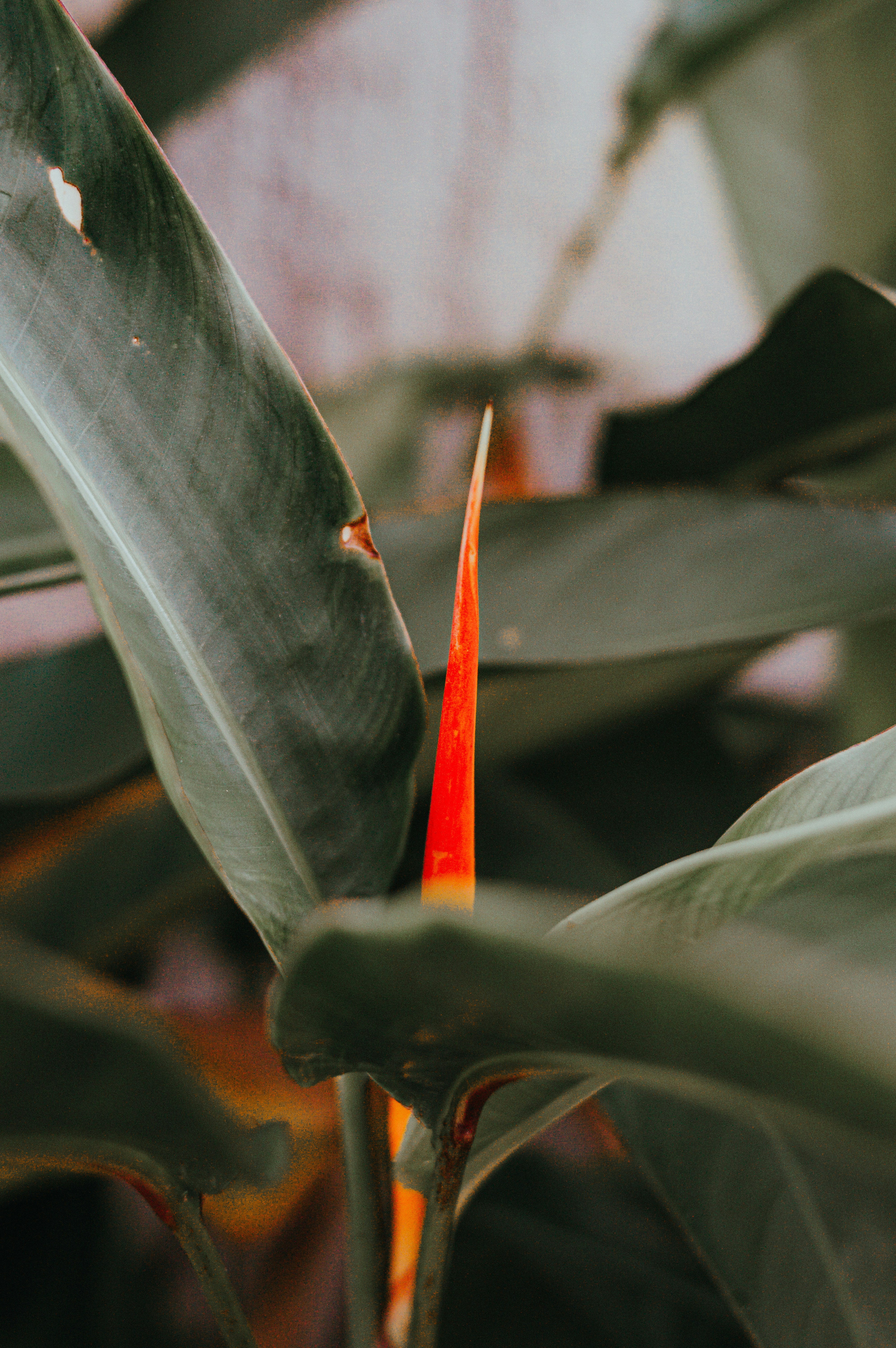 Crimson Avertis: A Needle of Color among Calm Green