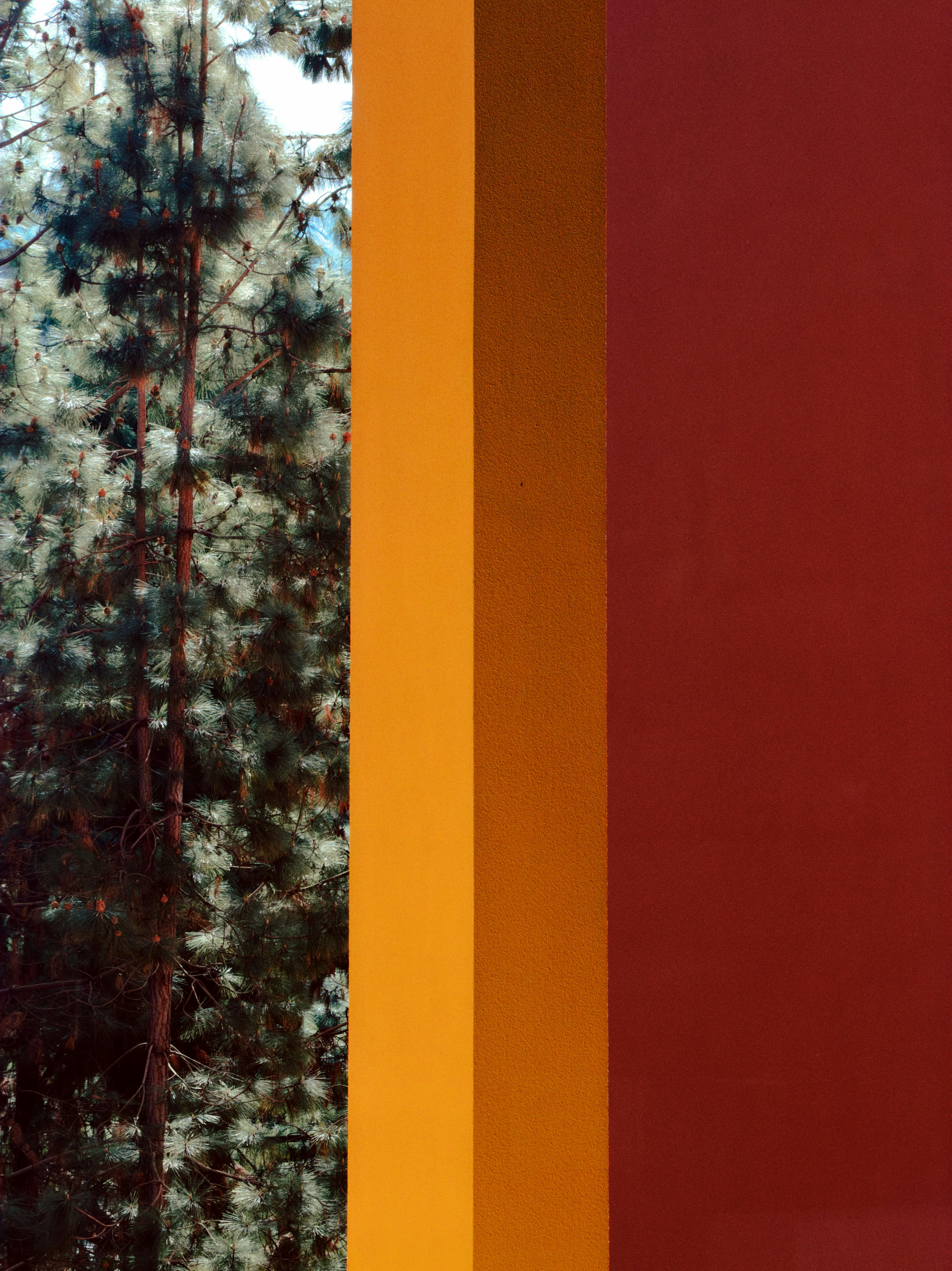 Vertical Strata: Pine Forest Meets Bold Painted Slabs