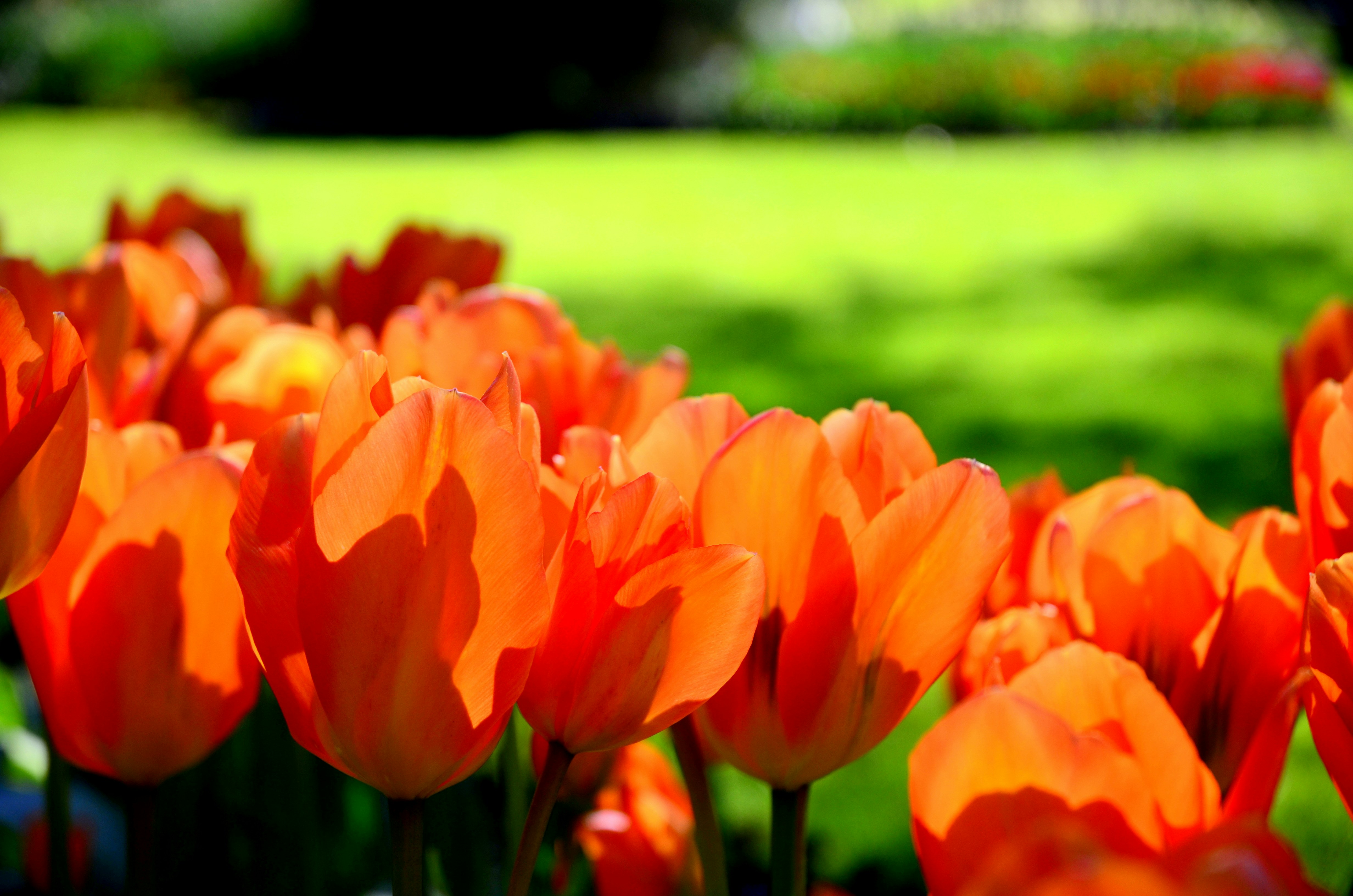 Blooming Orange Tulip Field Close-Up