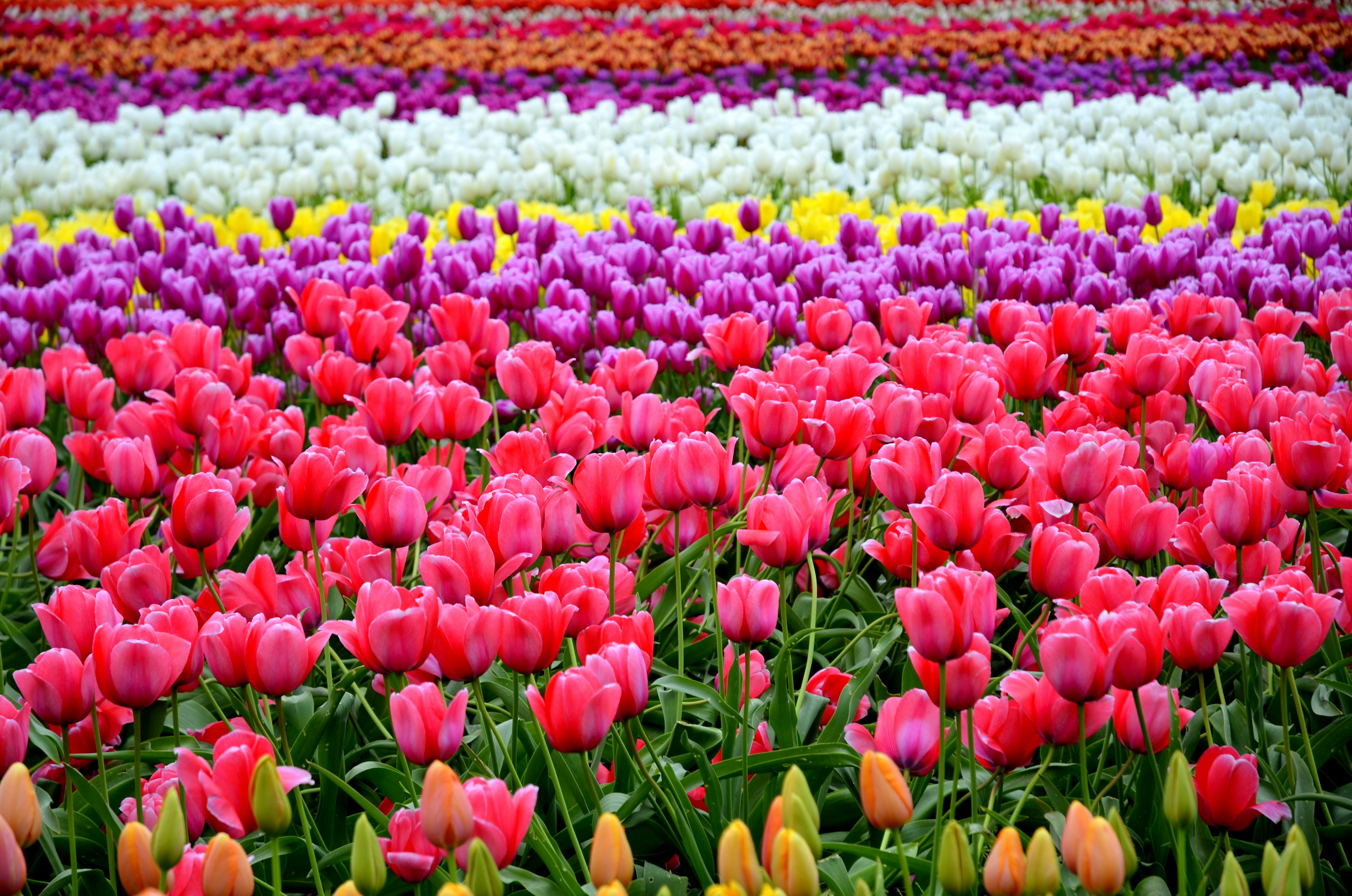 Ribbons of Tulips: A Meadow of Crimson, Purple, and Peach