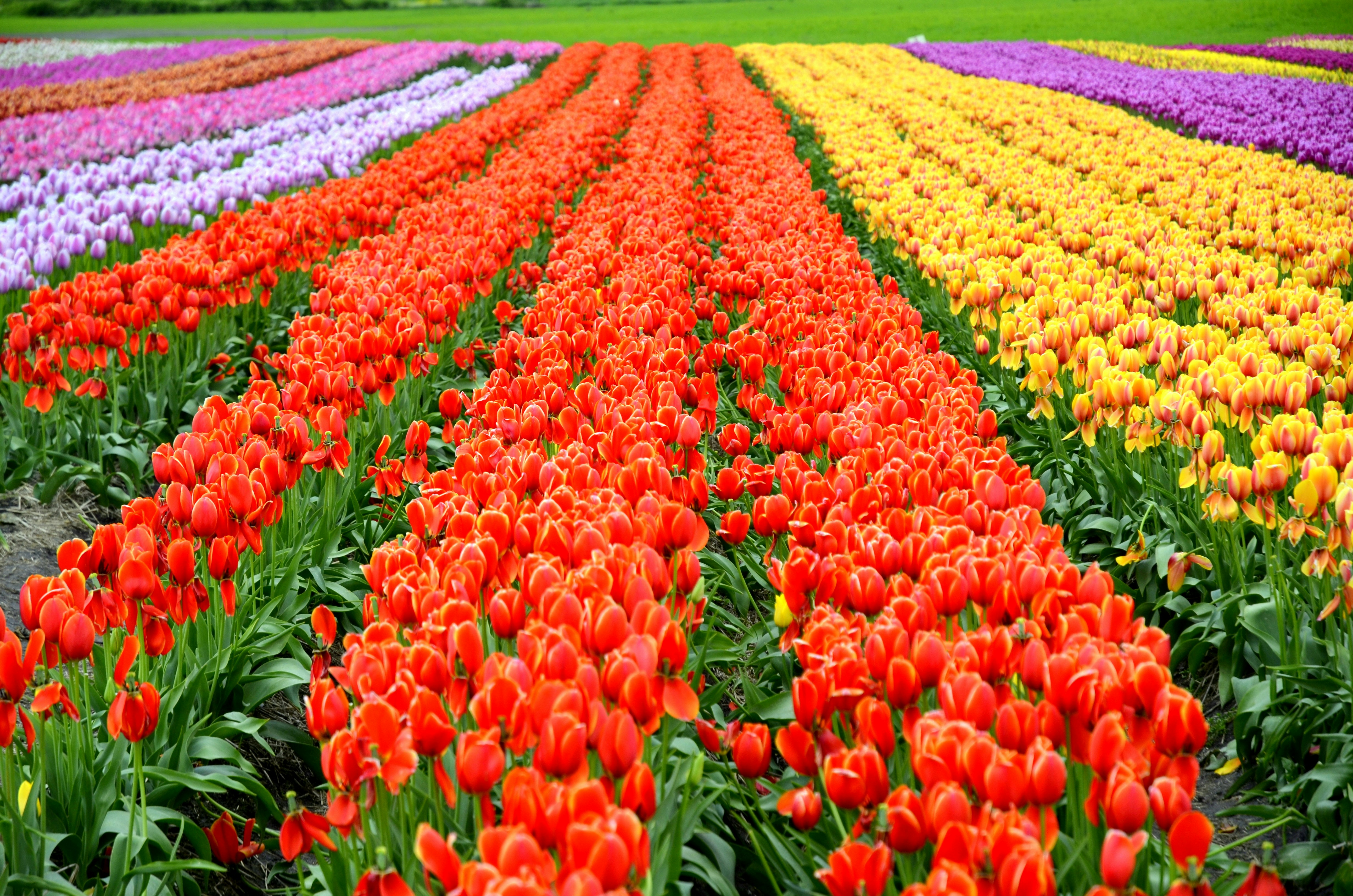 Tulip Boulevard: Waves of Color Converge at the Field's Edge