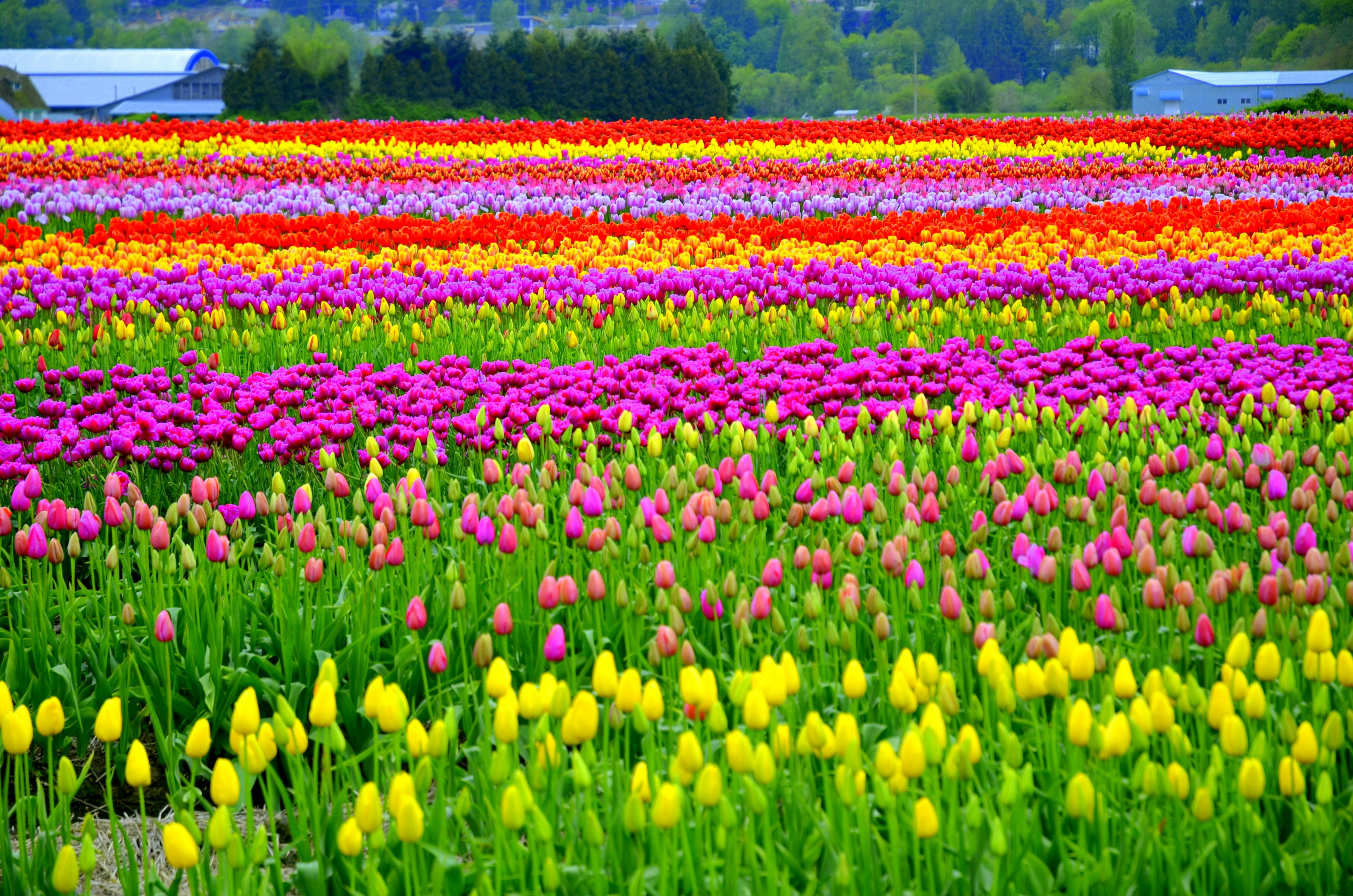 Vivid Tulip Sea: Rows of Colorful Blooms Stretching to the Horizon