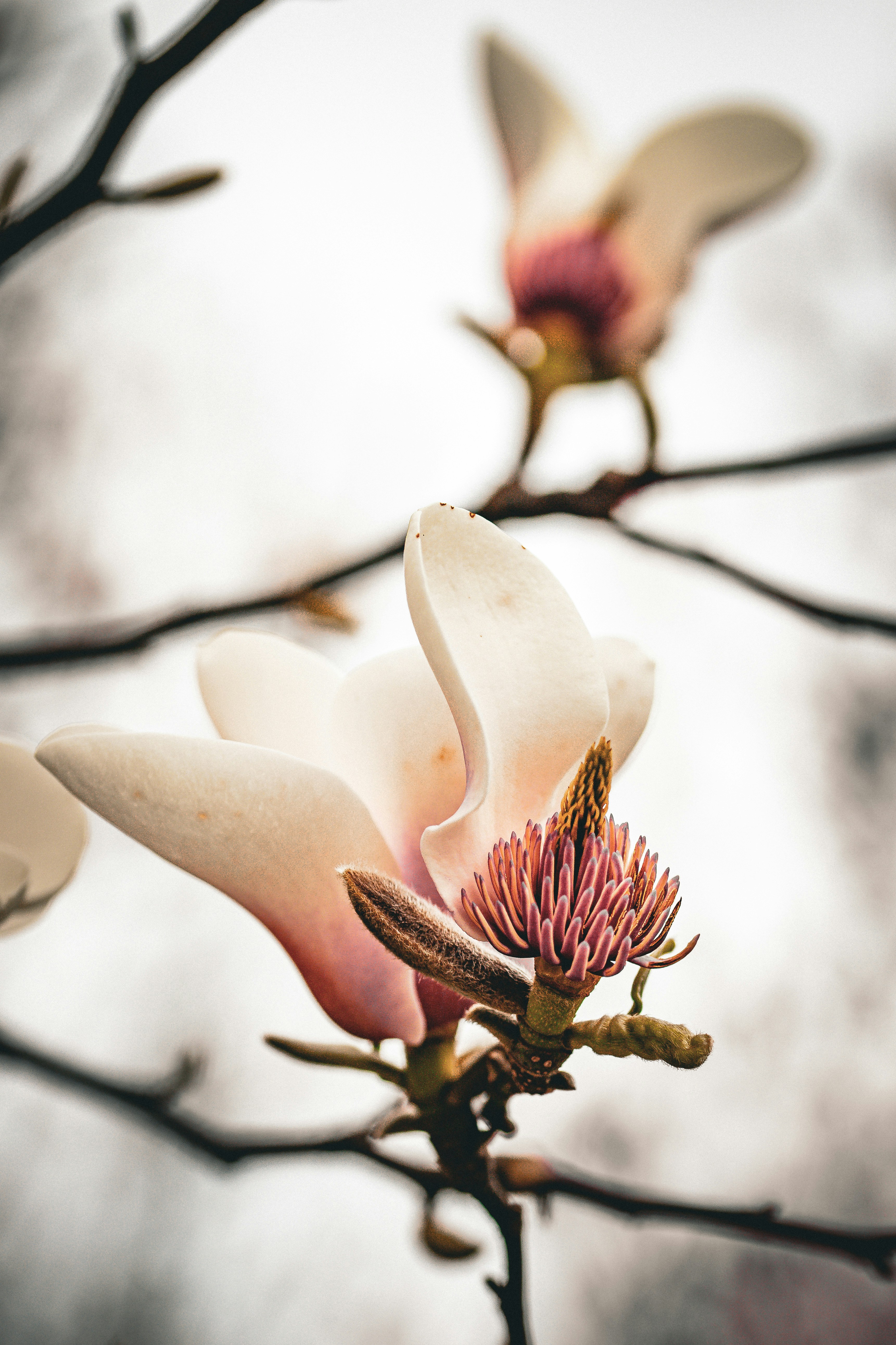 Blooming Magnolia Portrait: Soft Focus Against Winter Branches