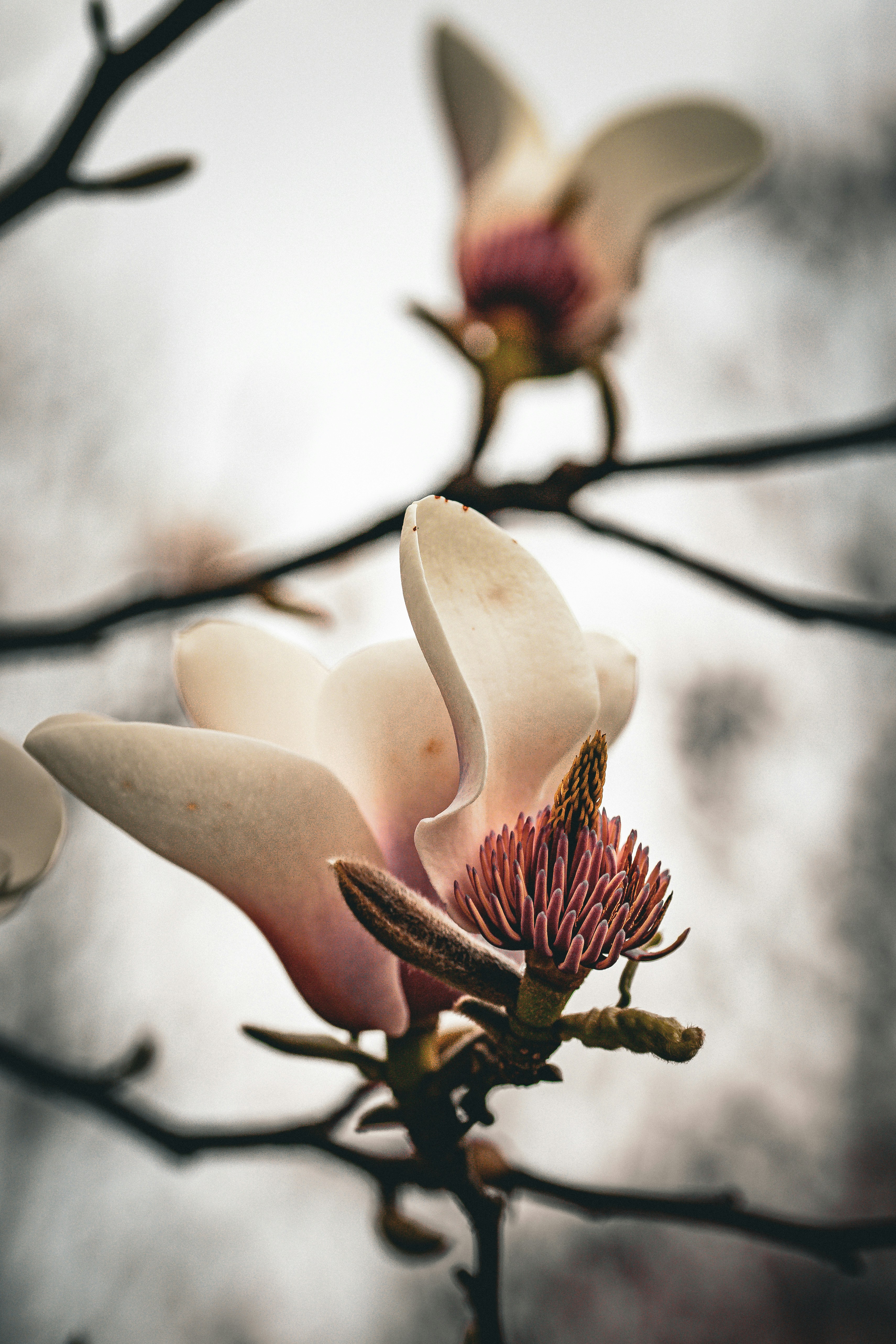 Close-up Bloom: A Magnolia in Soft Focus