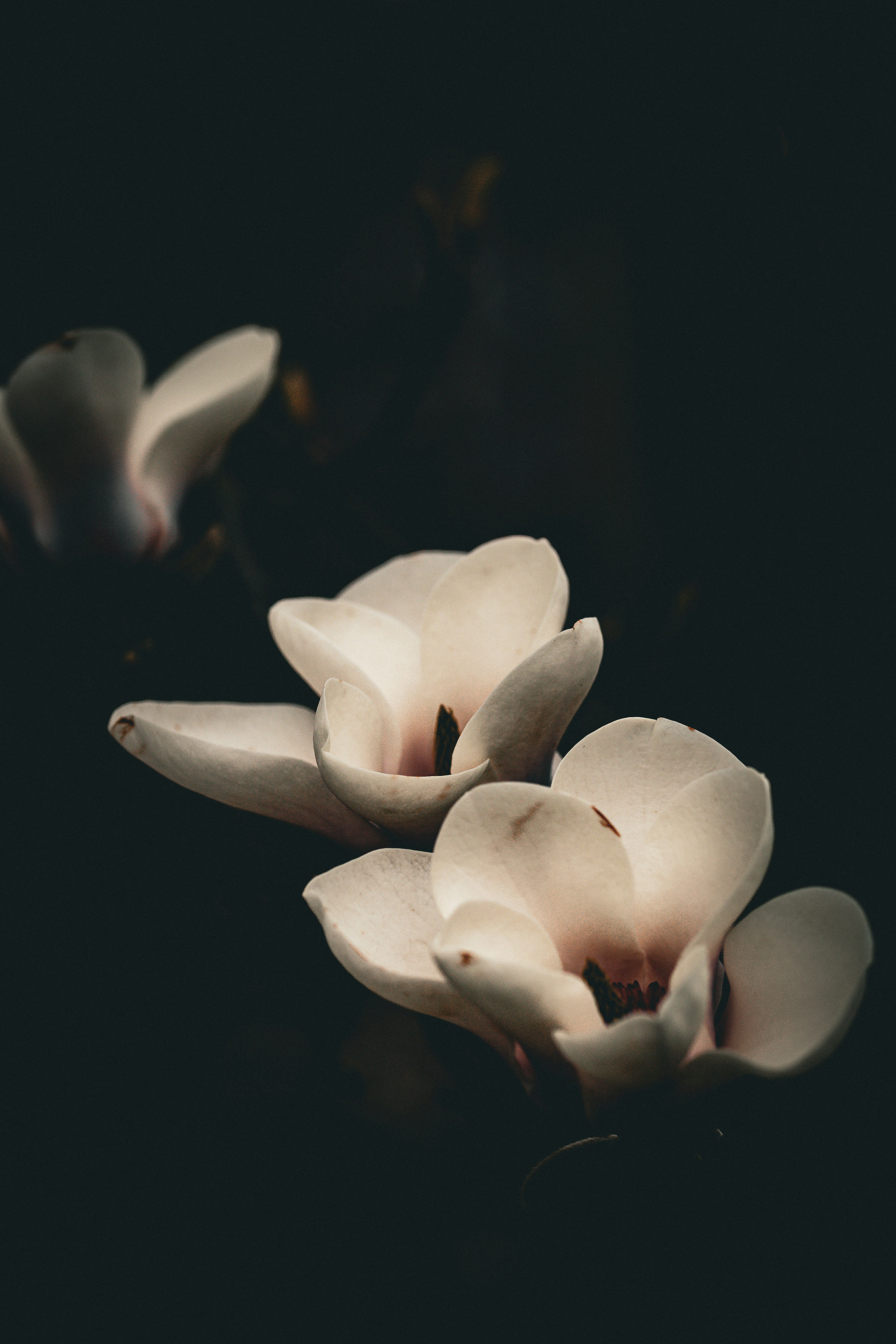 Moonlit White Blossoms in a Velvet Night