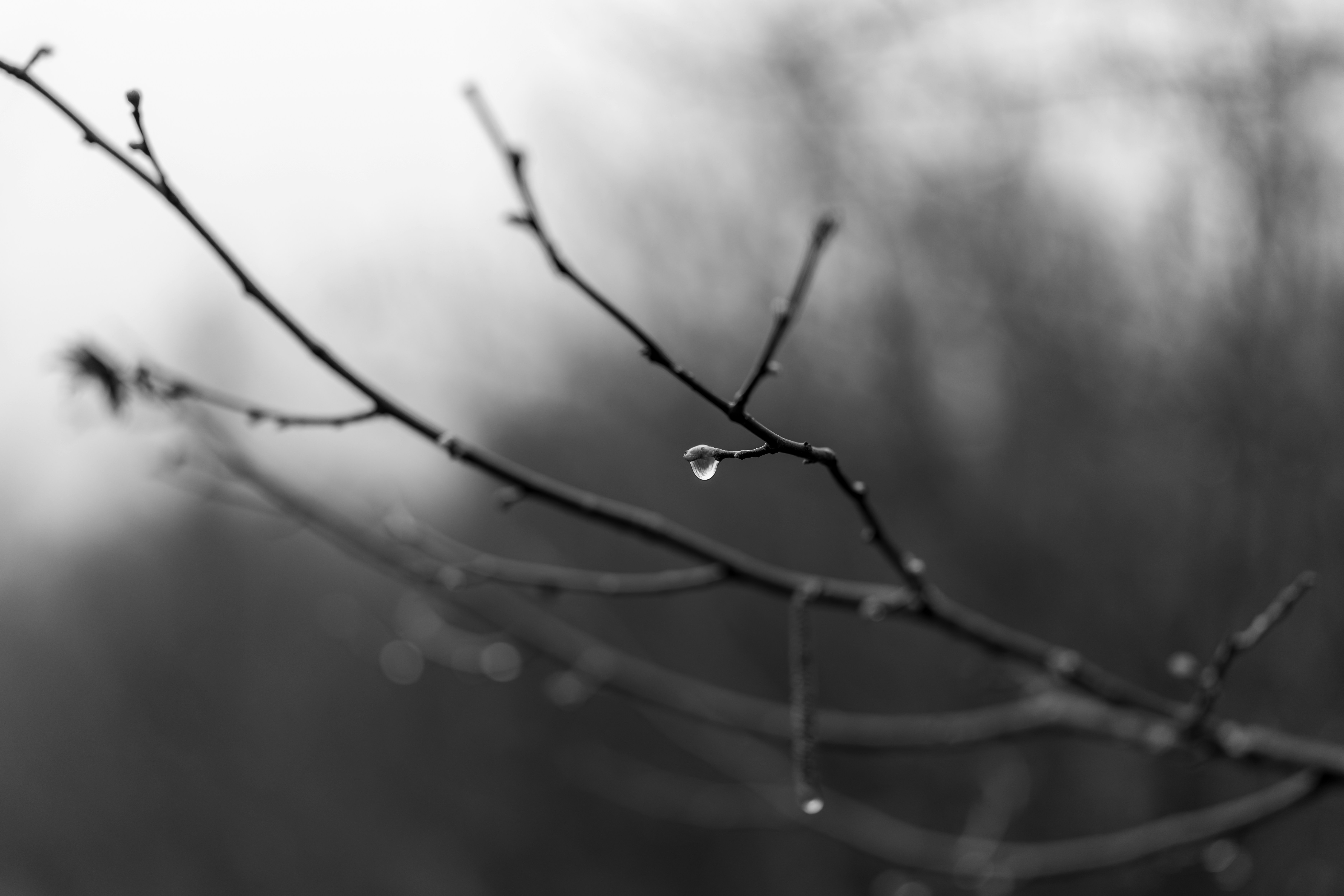 Dew-Castle: A lone droplet on a slender twig in monochrome dawn