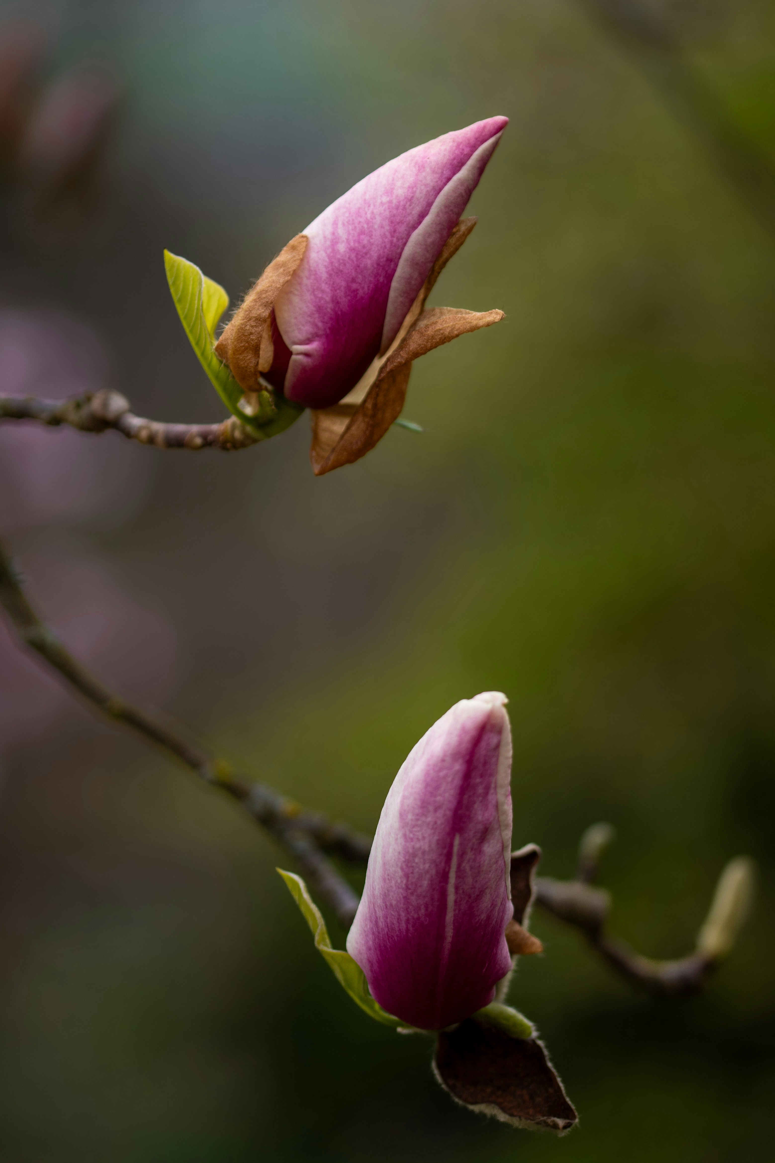 Pink Magnolia Buds: Tender Cradle of Color