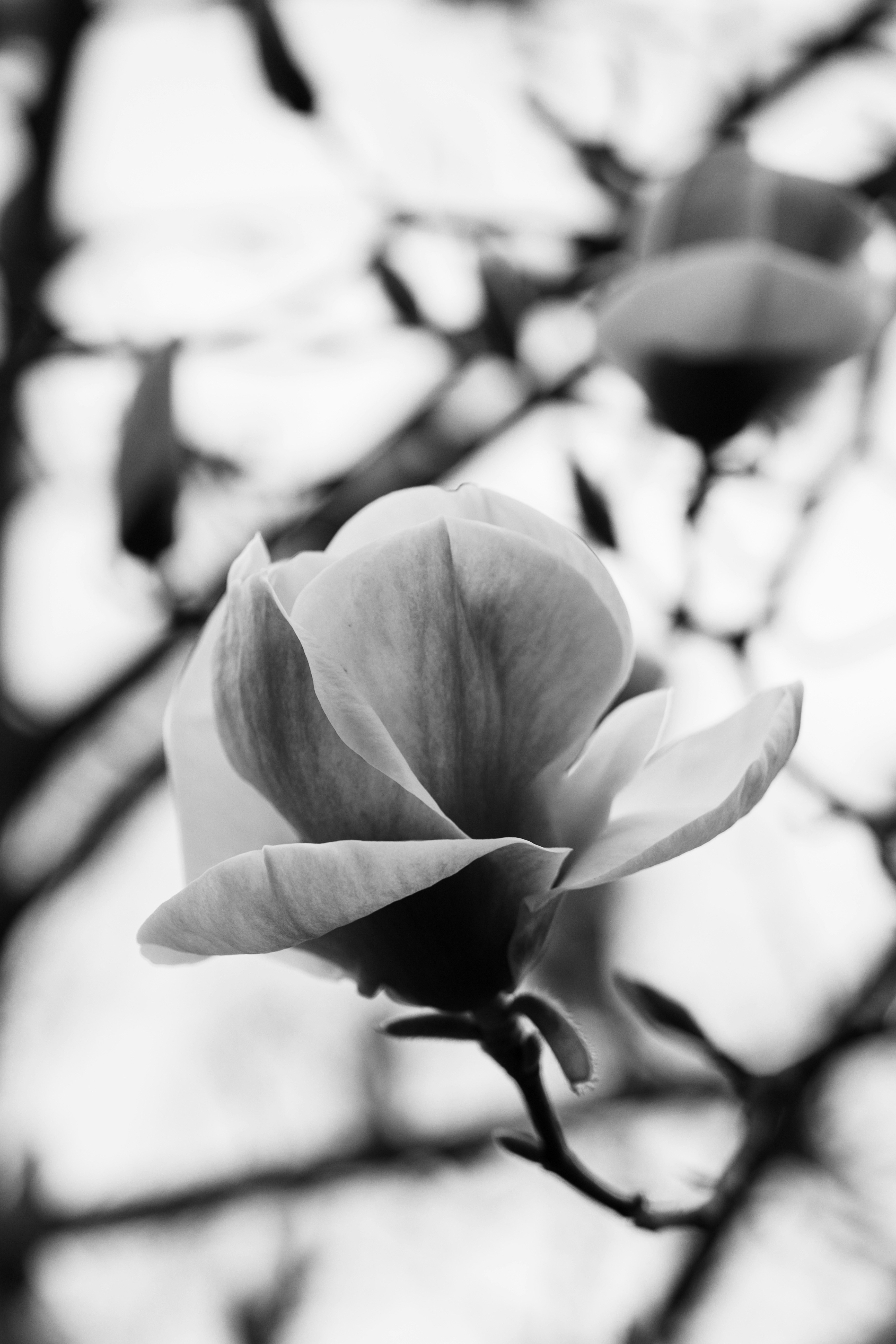 Petal Vessel: A Quiet Bloom in Monochrome Frame