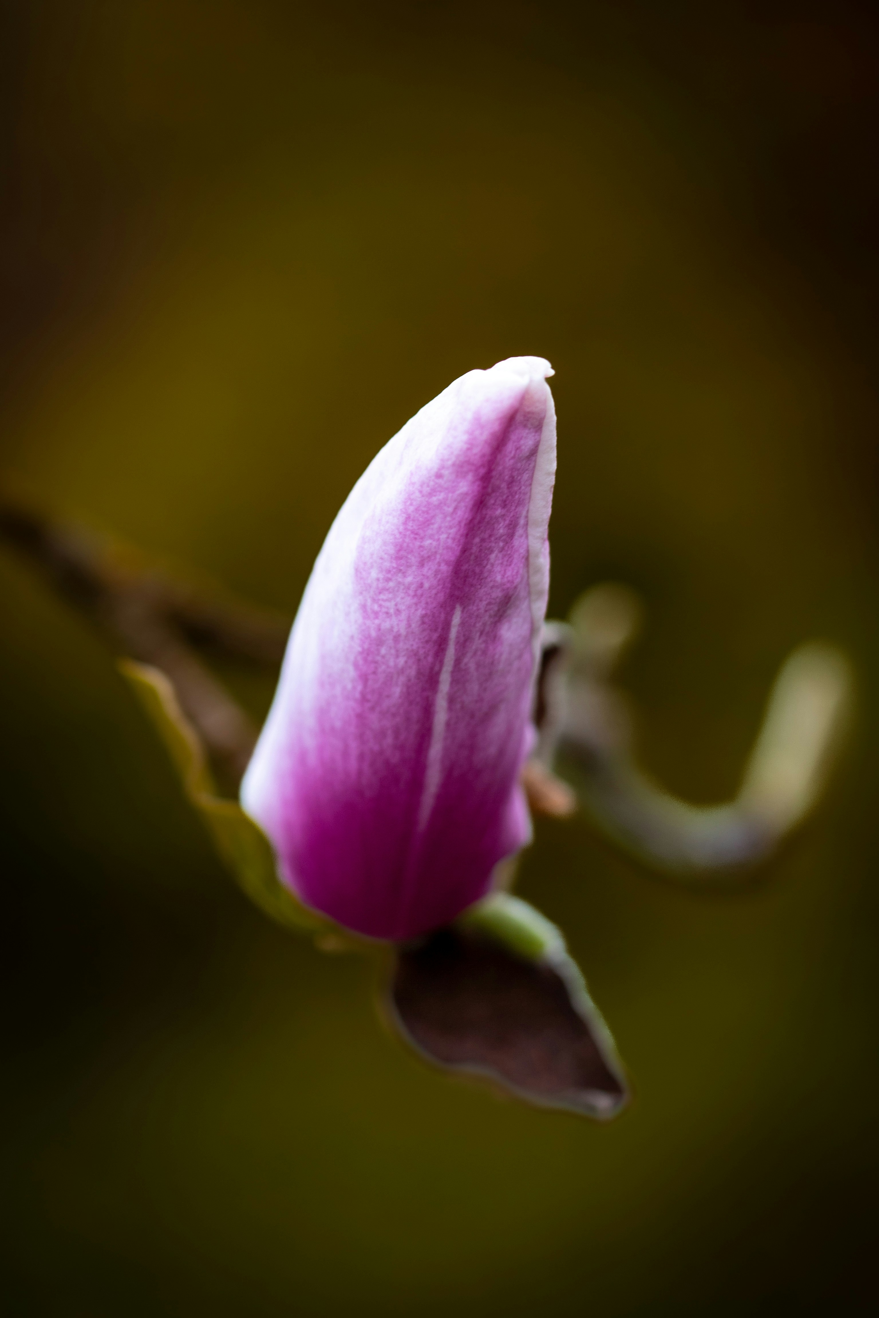 A Bud/Stamen of a Pink Magnolia in Focus