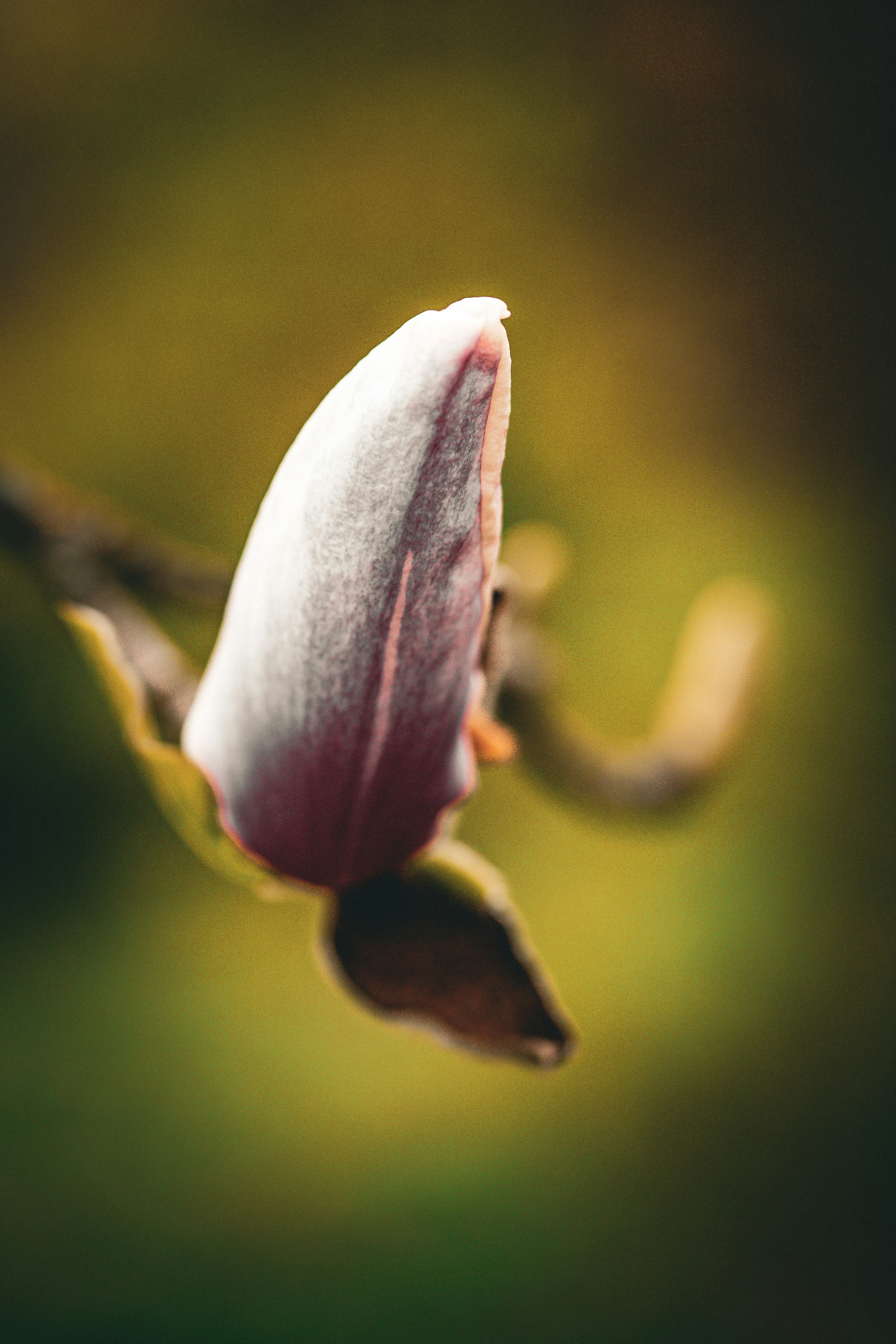 Dormant Bloom: A Tender Magnolia Bud Reaching for Light