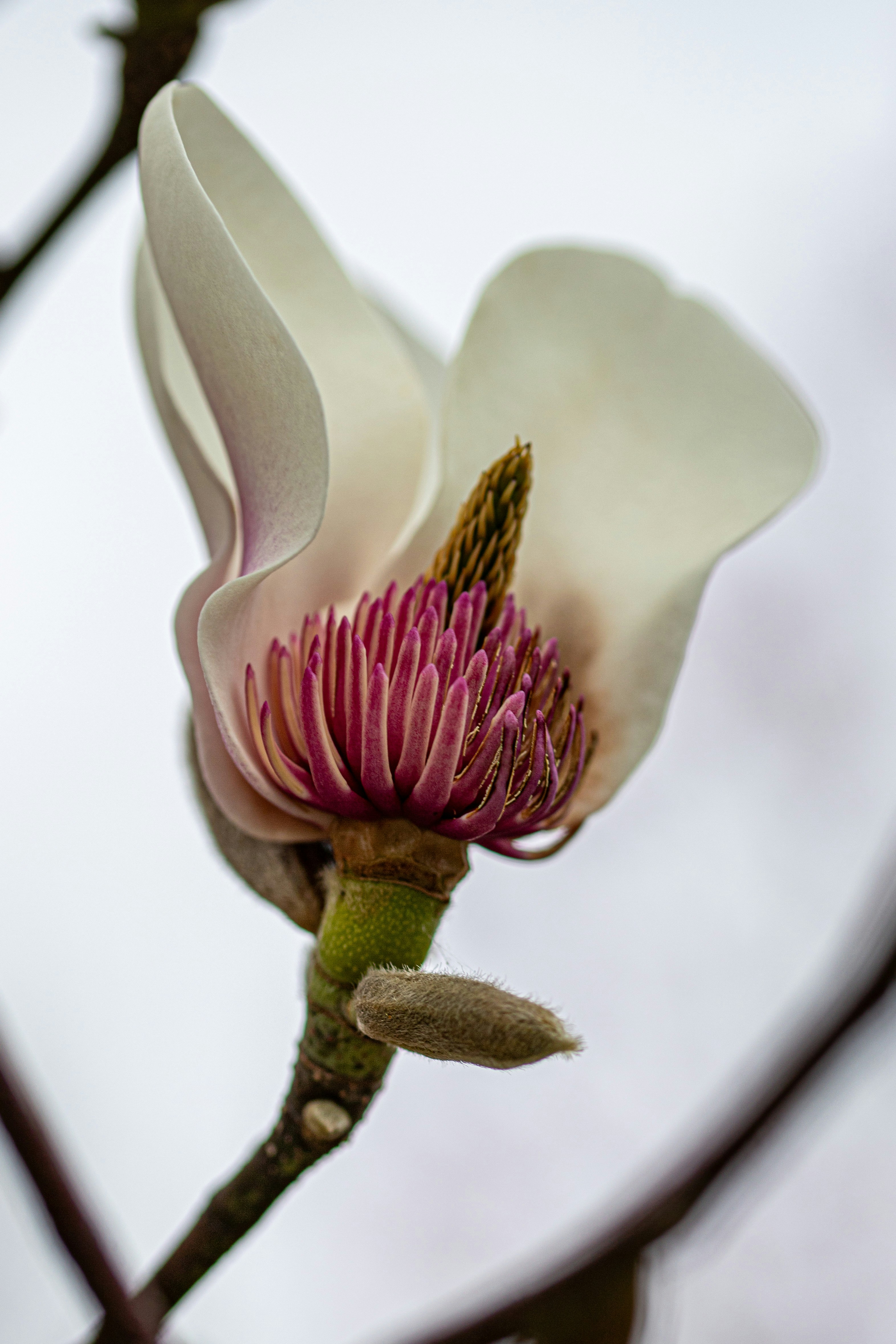 Magnolia in Focus: Petals, Stamen, and Soft Sky