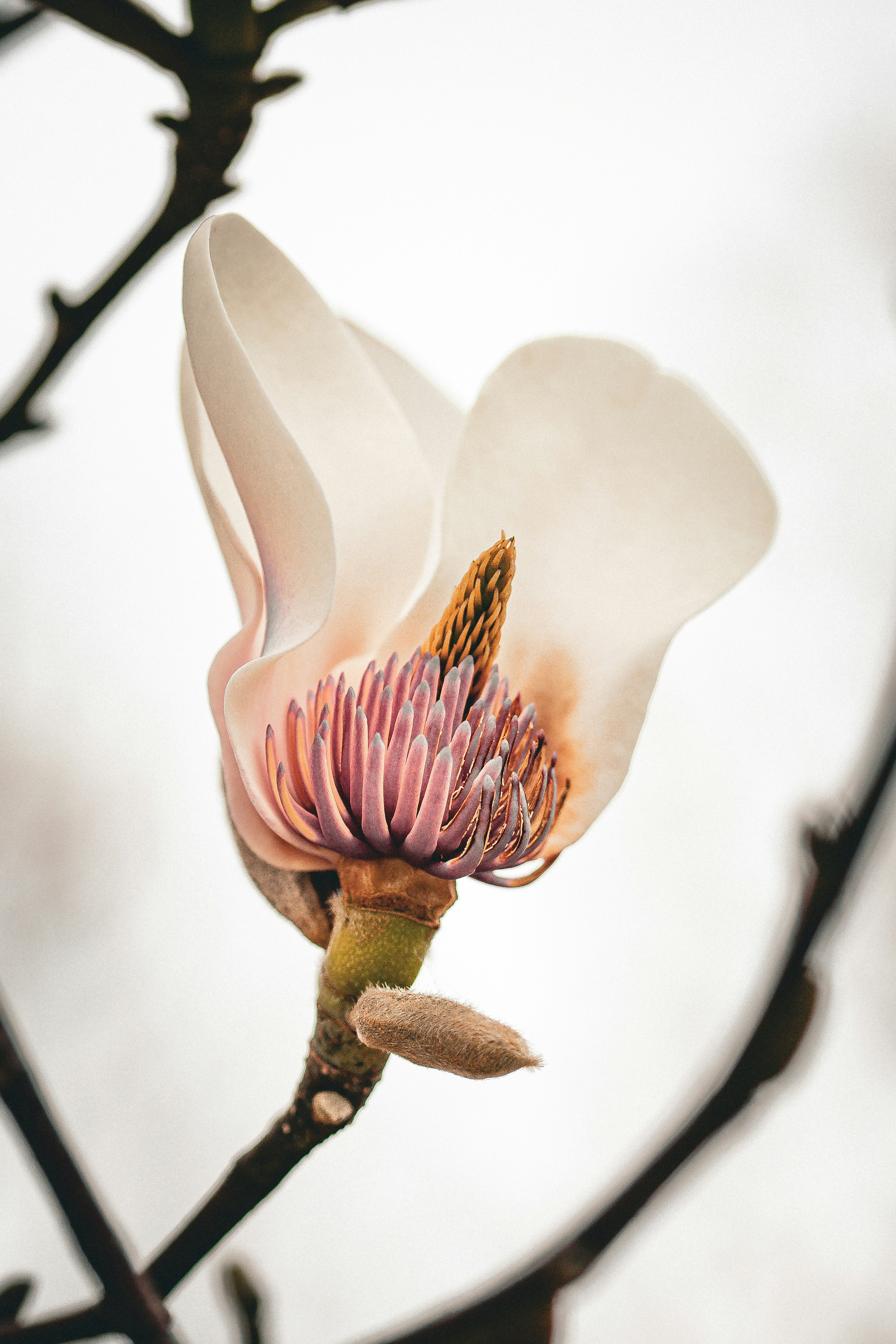 Petal Crane: Close-Up of a Magnolia Bloom Against a Soft Backdrop