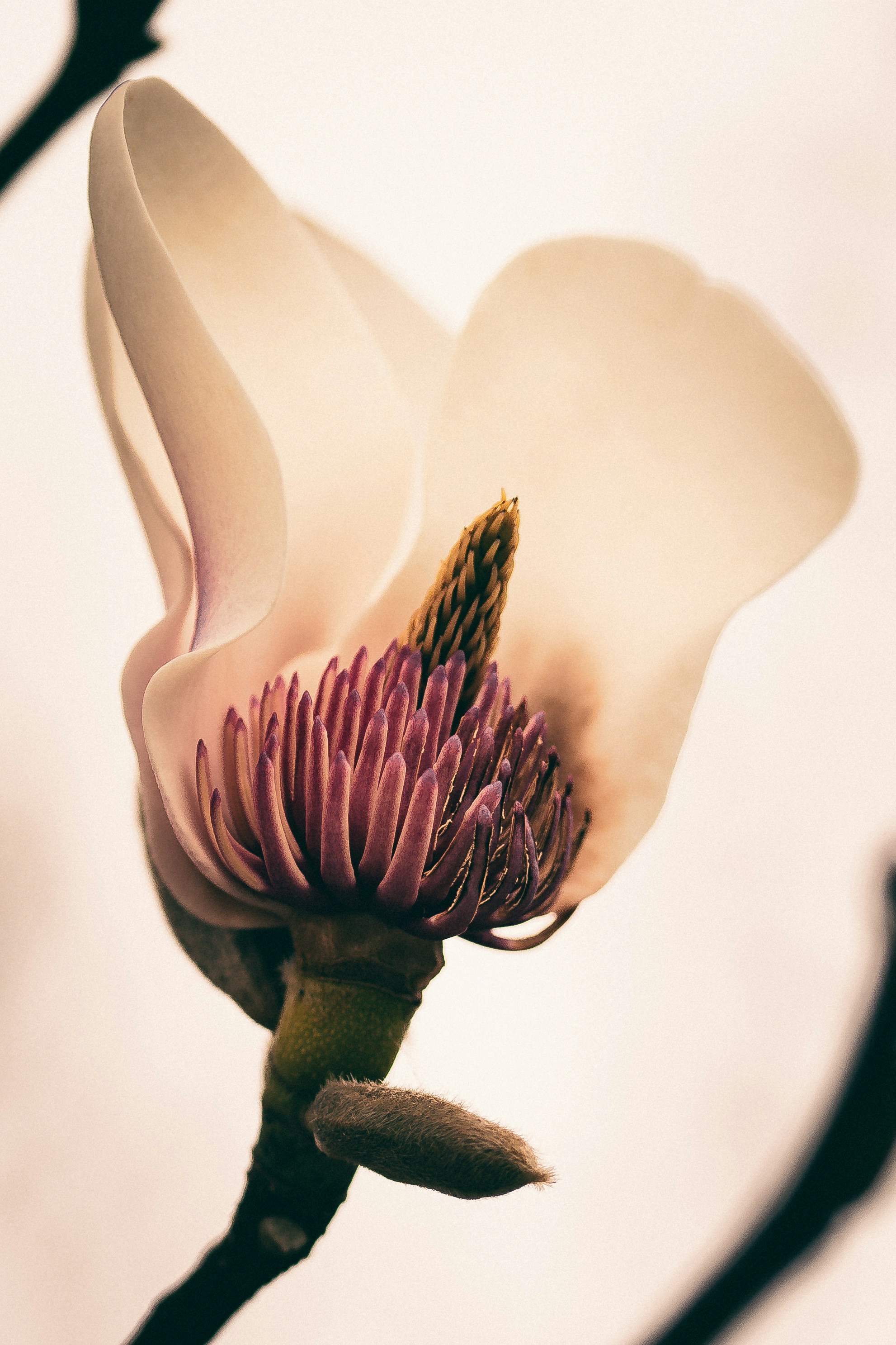 Soft Bloom: Magnolia in Subtle Backlight