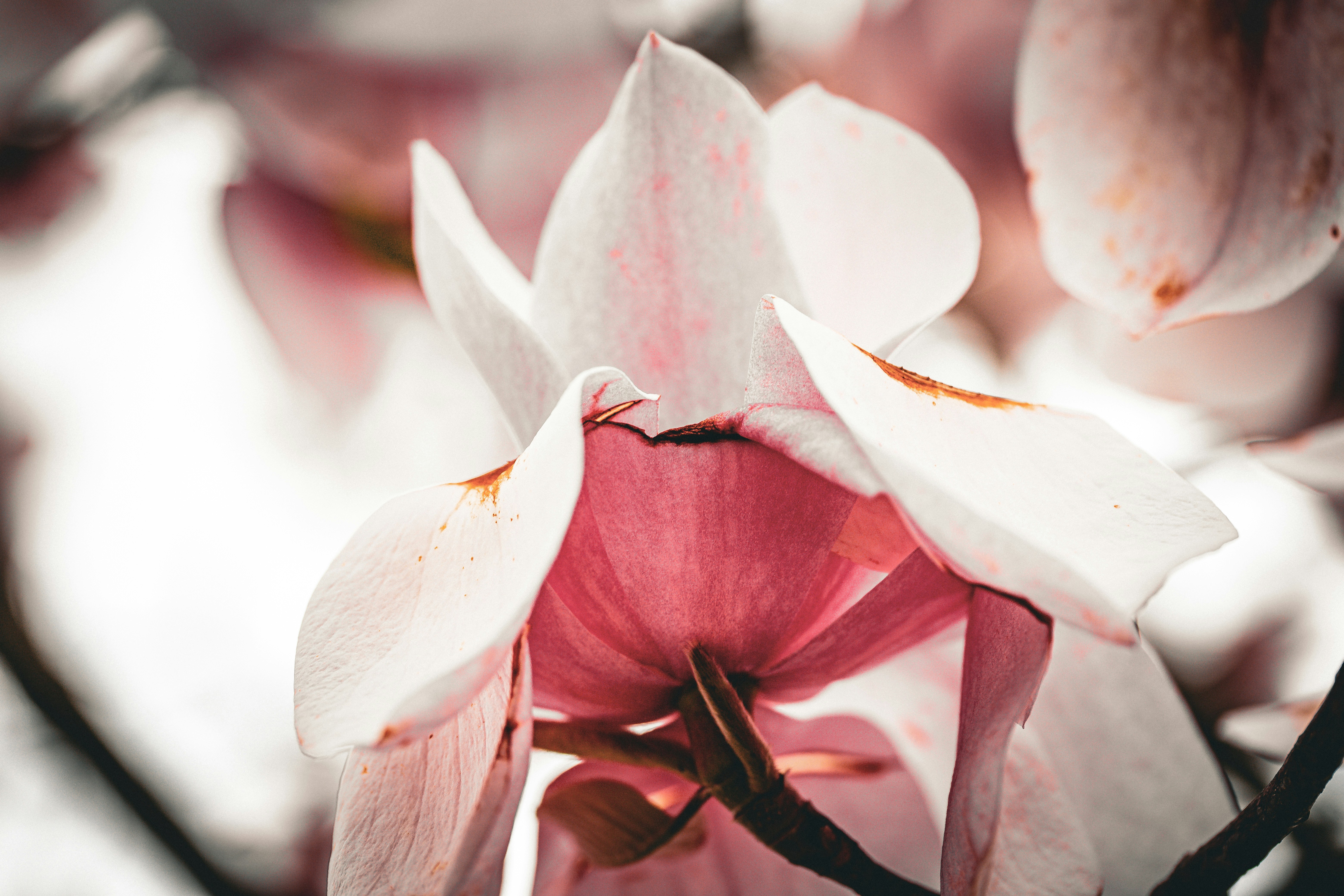 Petal Choir: Close-up of a Magenta Magnolia Bloom in Soft Backlight