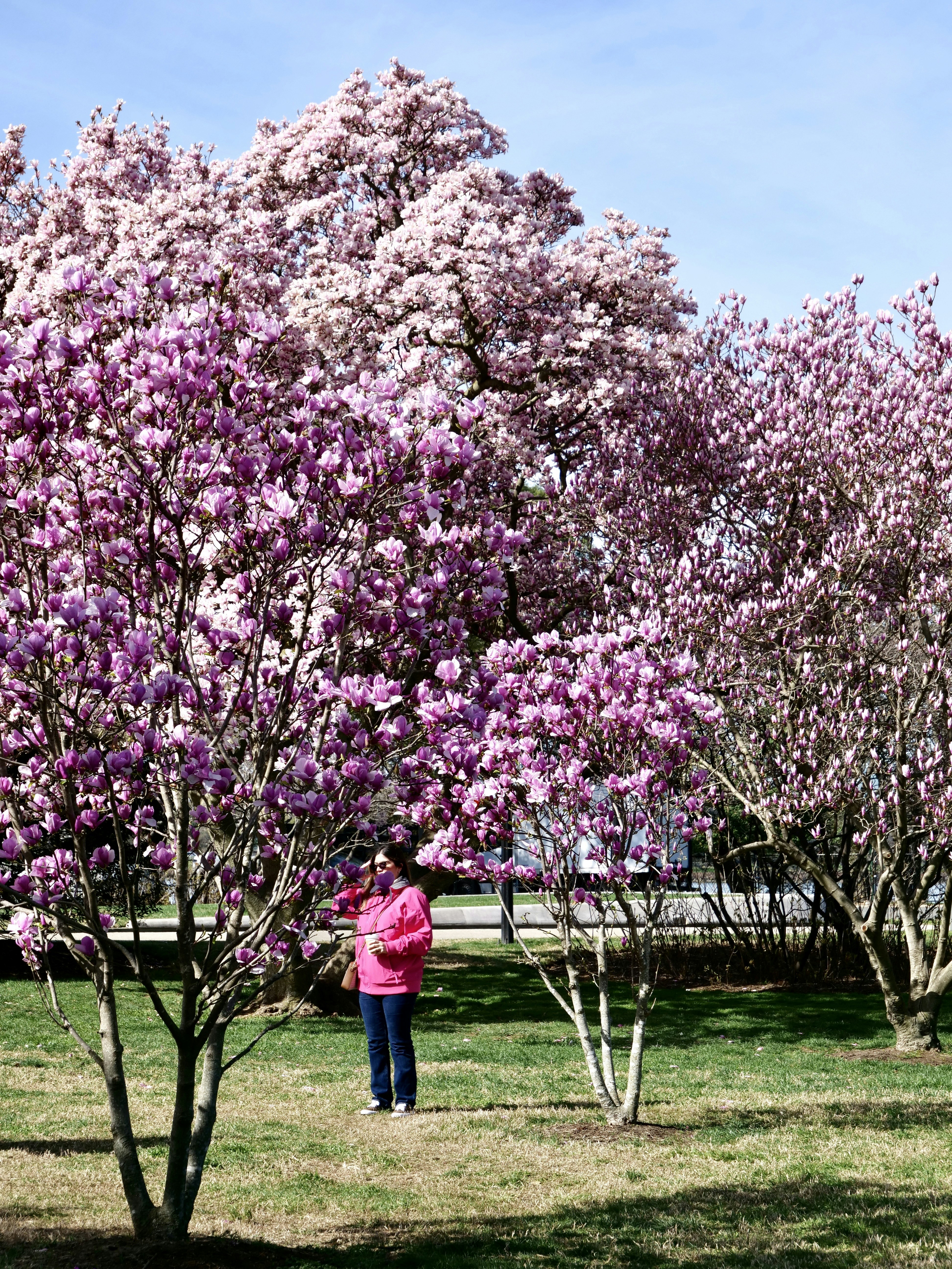 Blossom Portrait under a Pink-Cherry Canopy