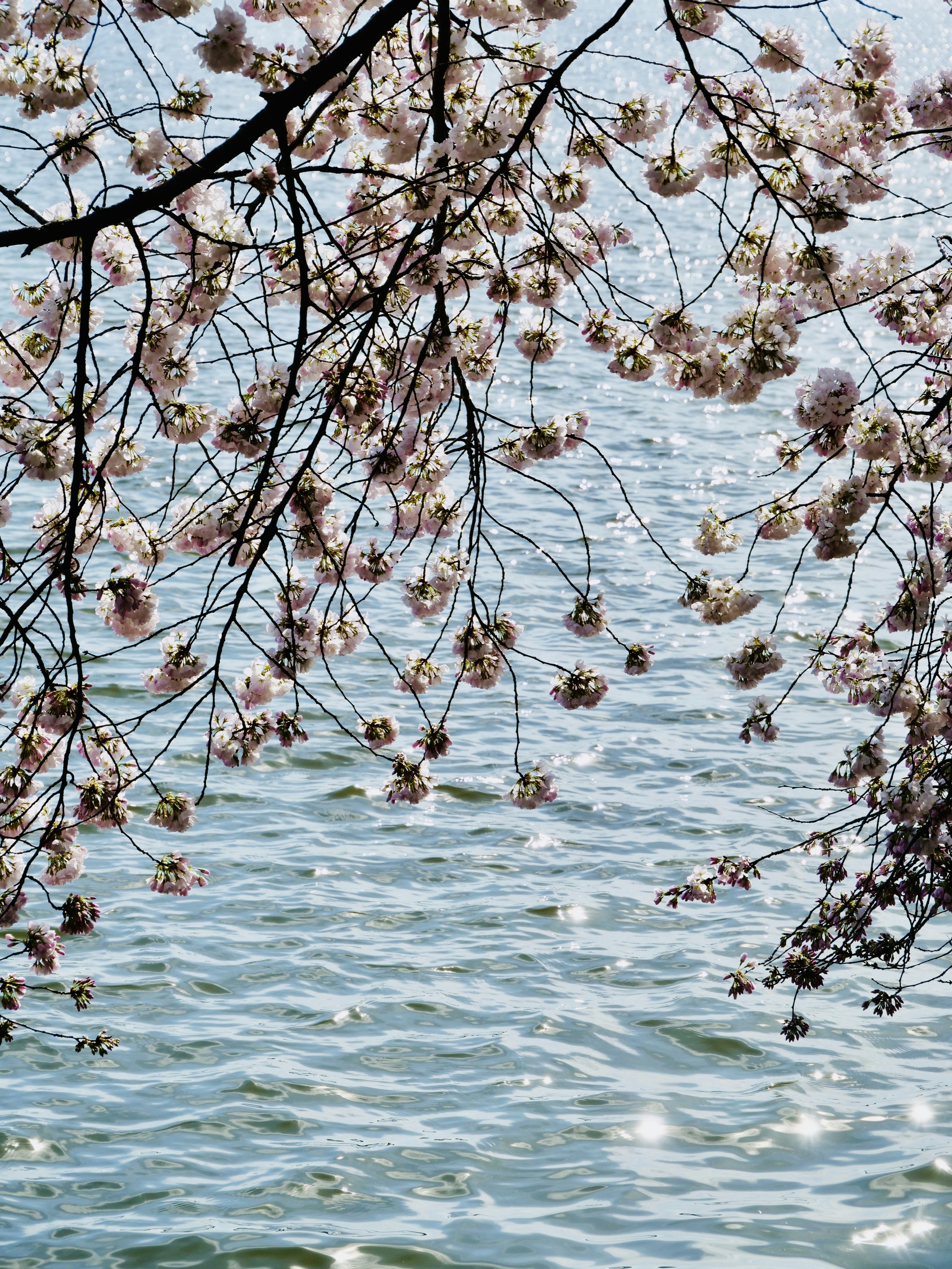 Blossoms Over Quiet Waters